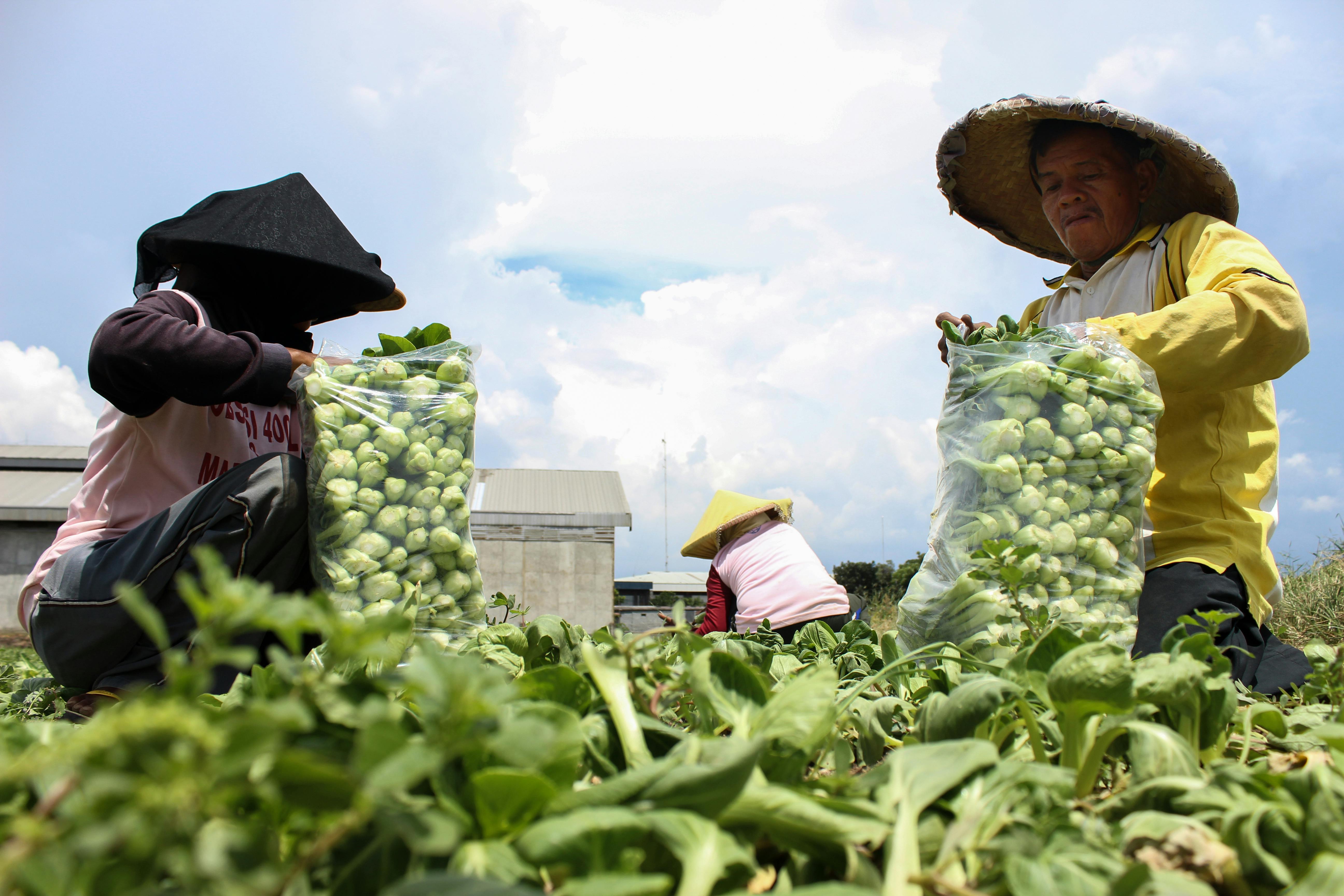 Bagging Vegetables Photos, Download The BEST Free Bagging Vegetables ...