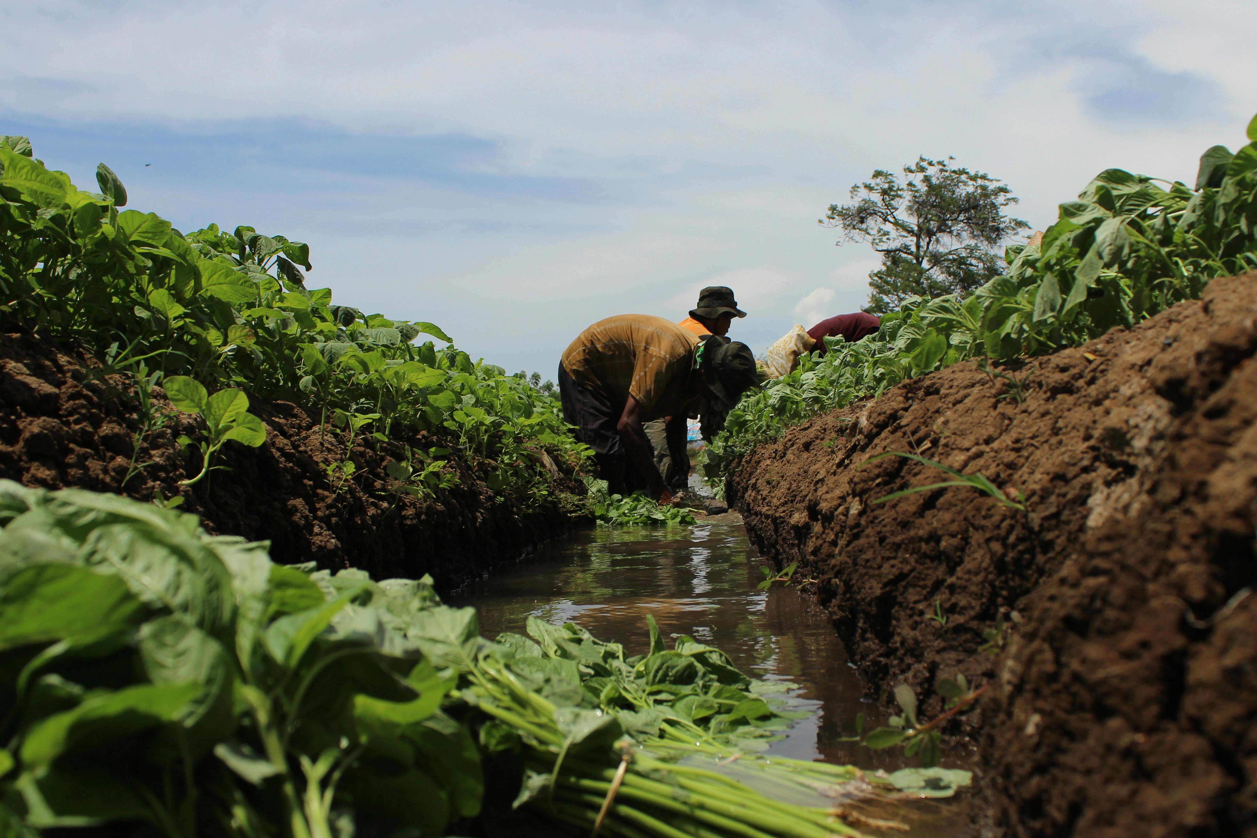 Farmers Working on Field · Free Stock Photo