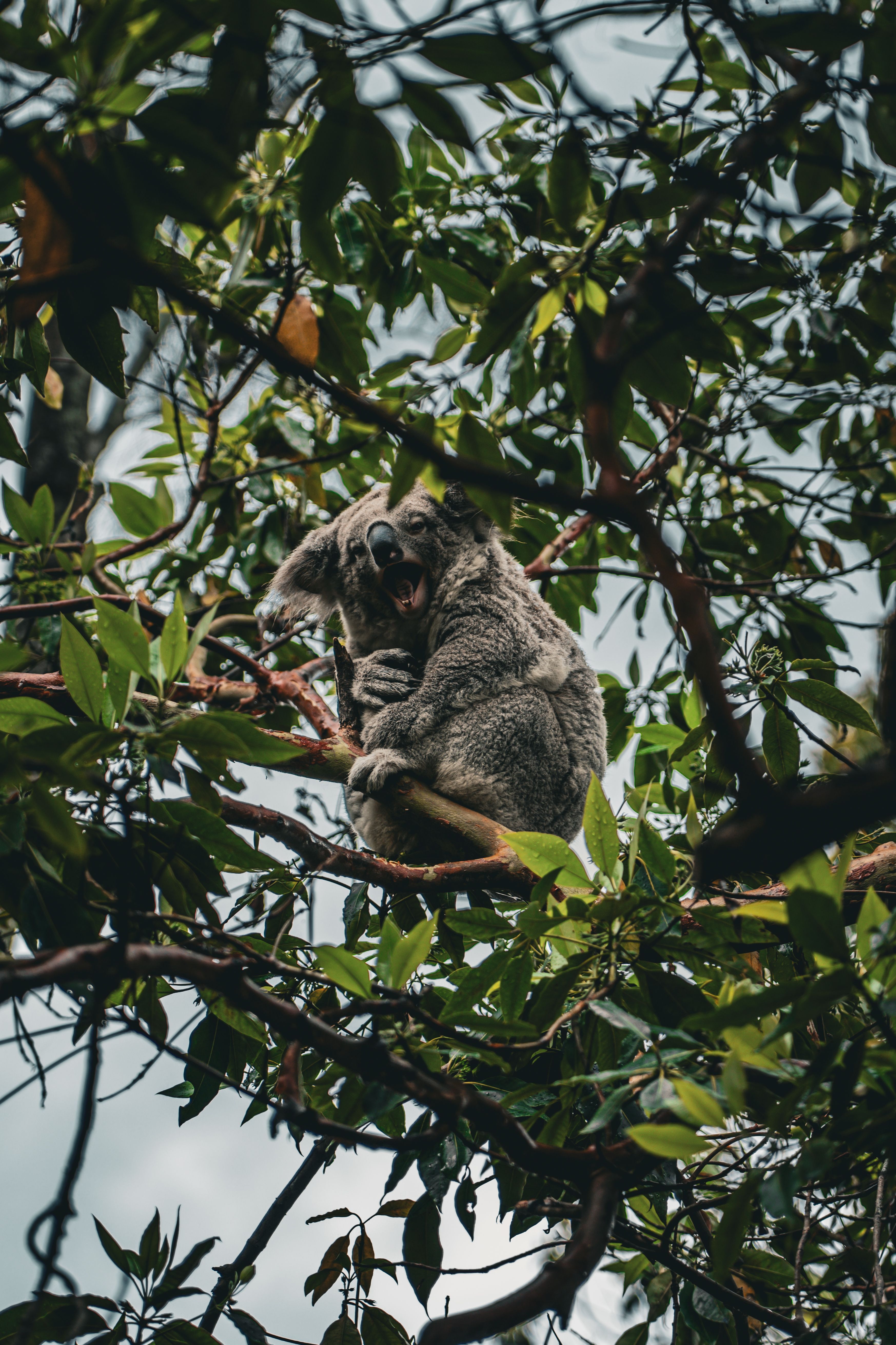 Koala in tree, australia · Free Stock Photo