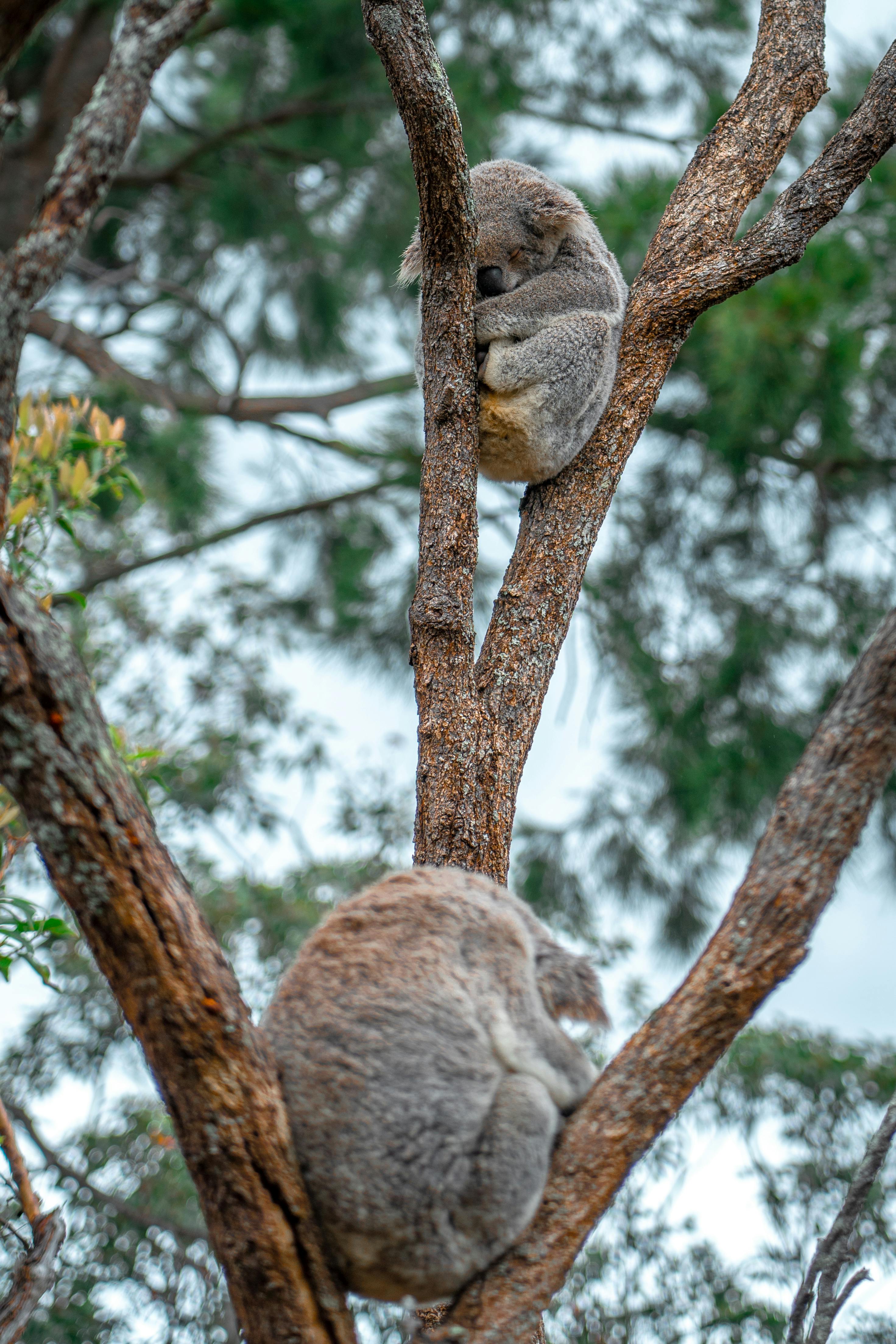 Cute Koalas Photos, Download The BEST Free Cute Koalas Stock Photos ...