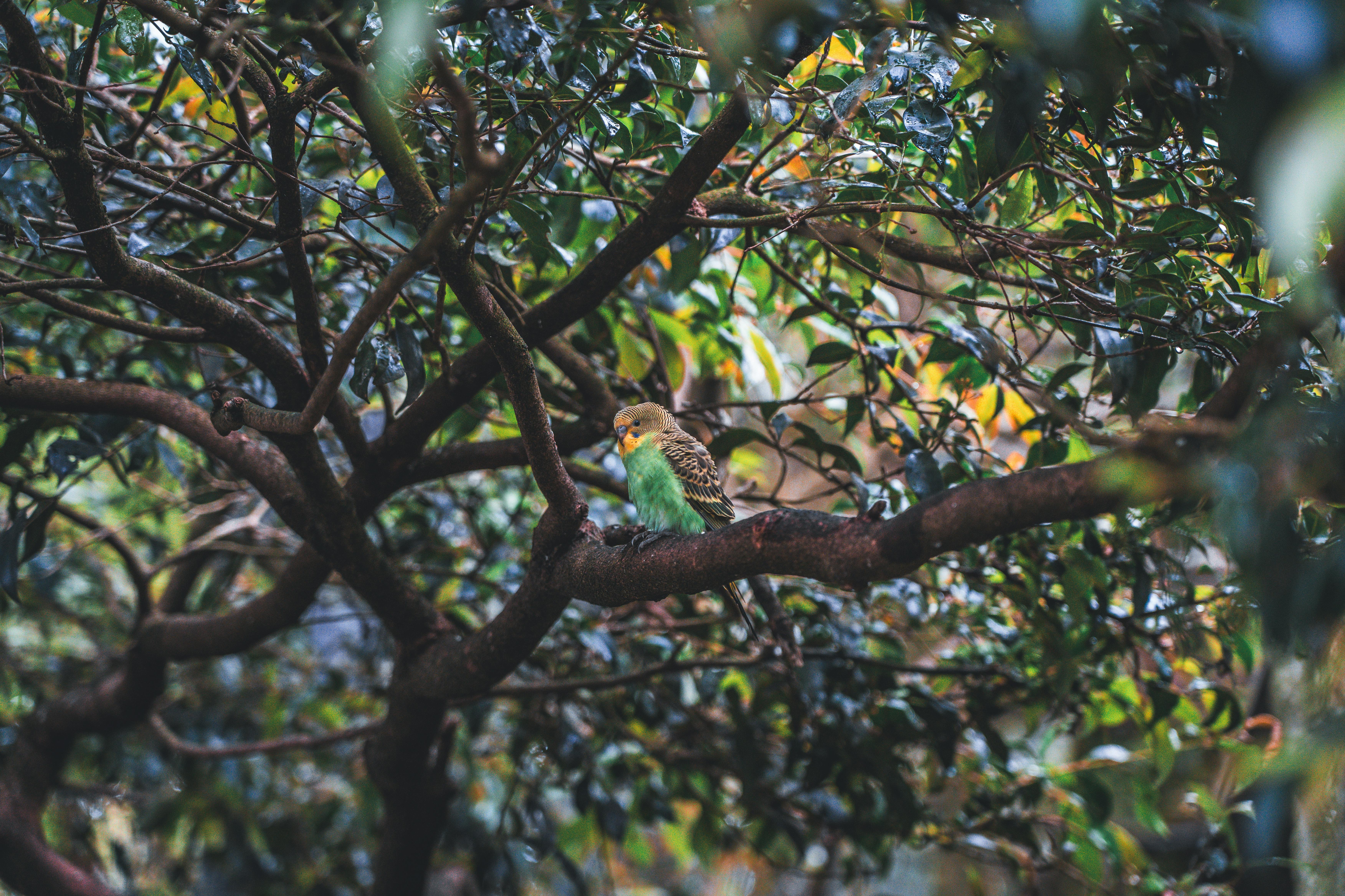 Common Parakeet on Tree · Free Stock Photo