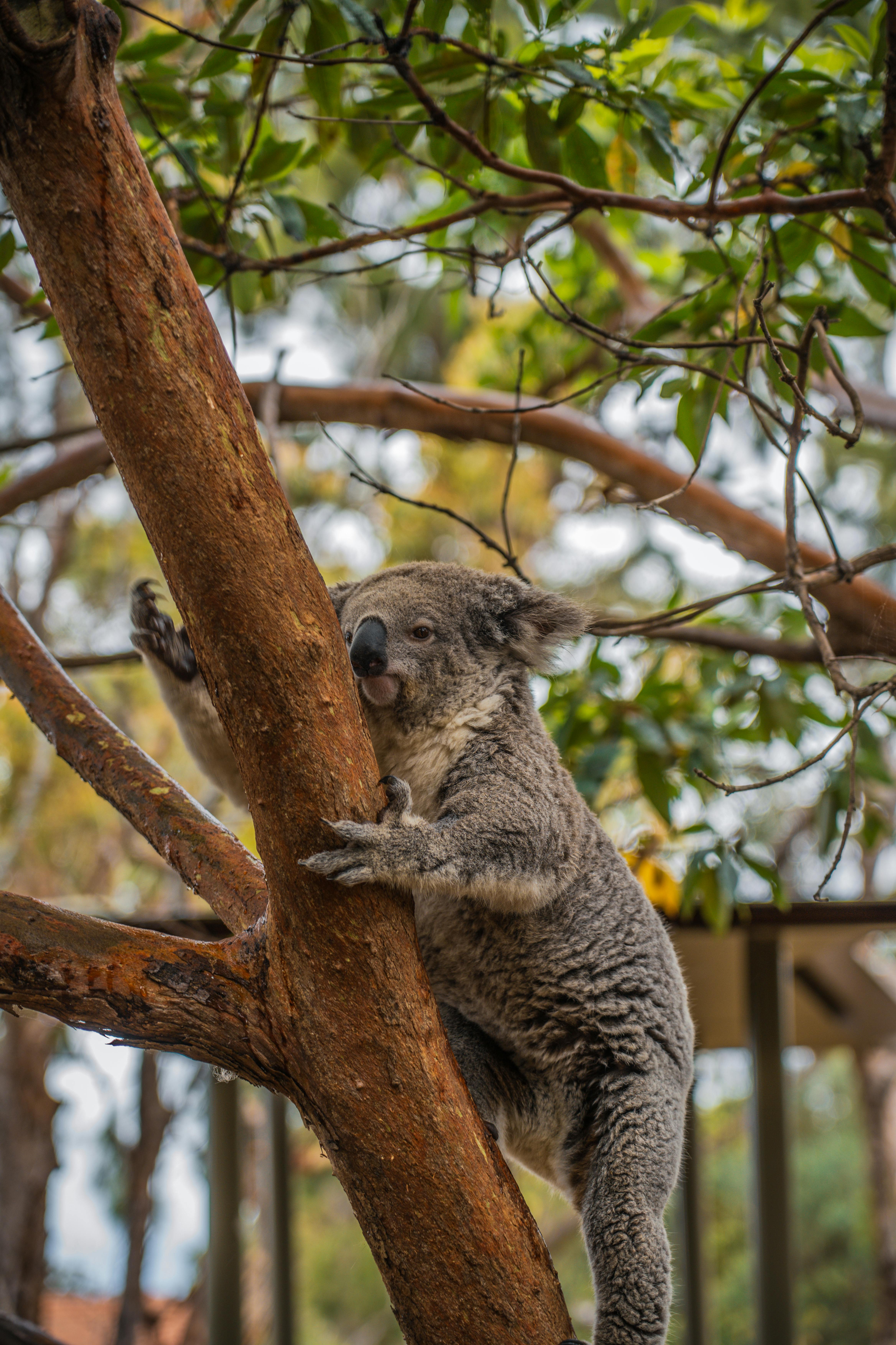 Koala Climbing Tree · Free Stock Photo