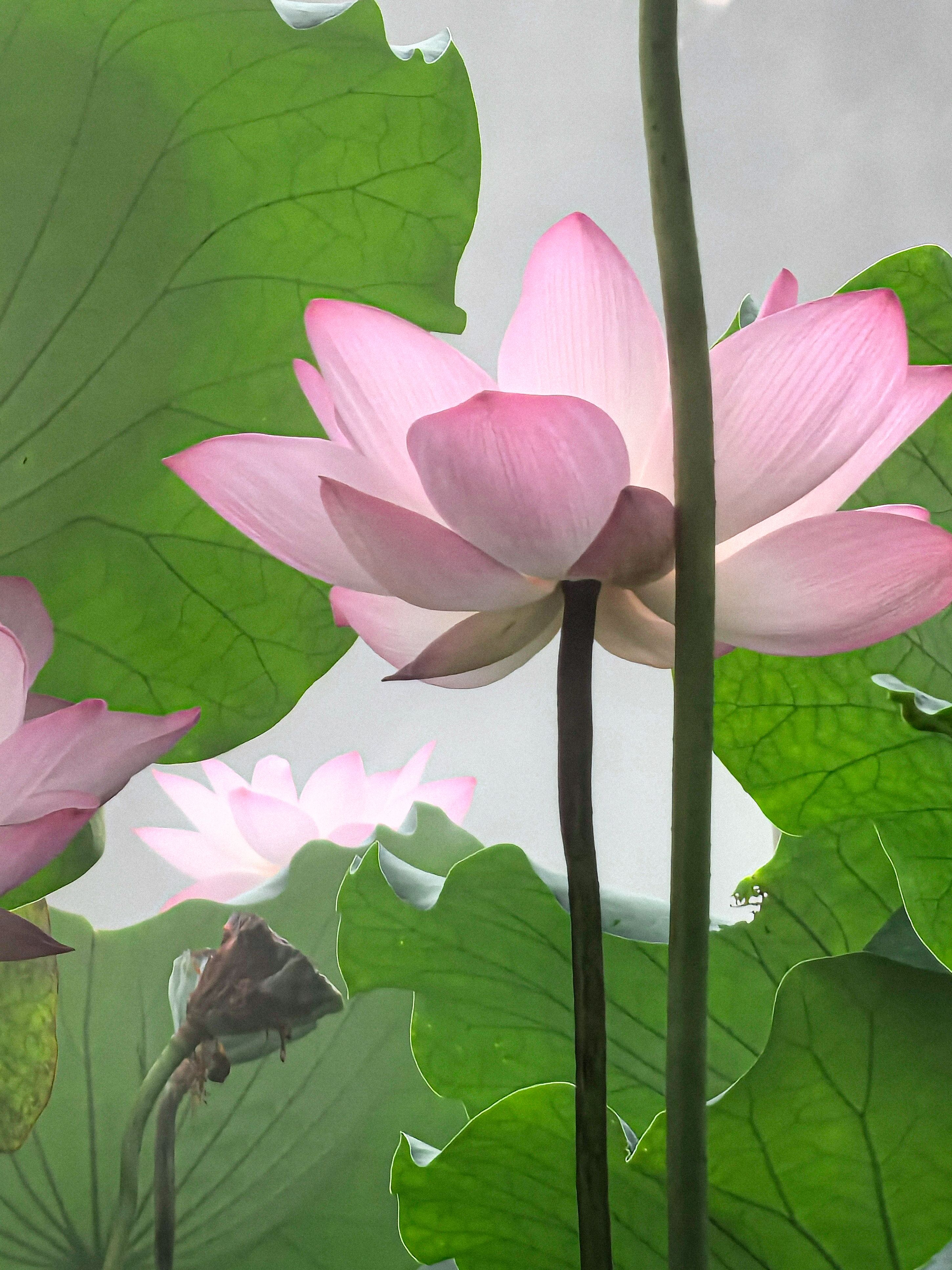 Close-up of Pink Lotuses · Free Stock Photo