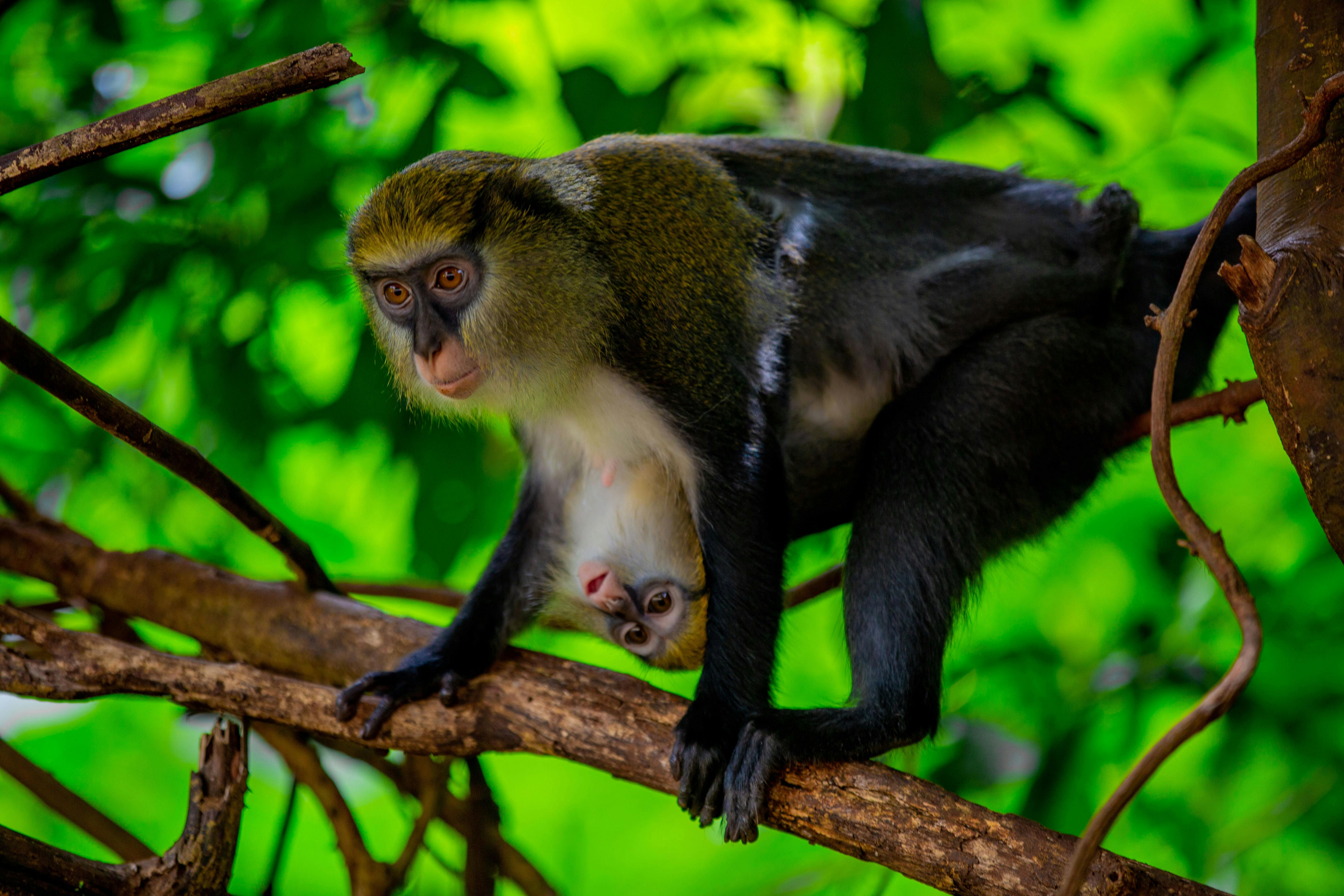 A Mona Monkey with a Baby Sitting on a Branch · Free Stock Photo