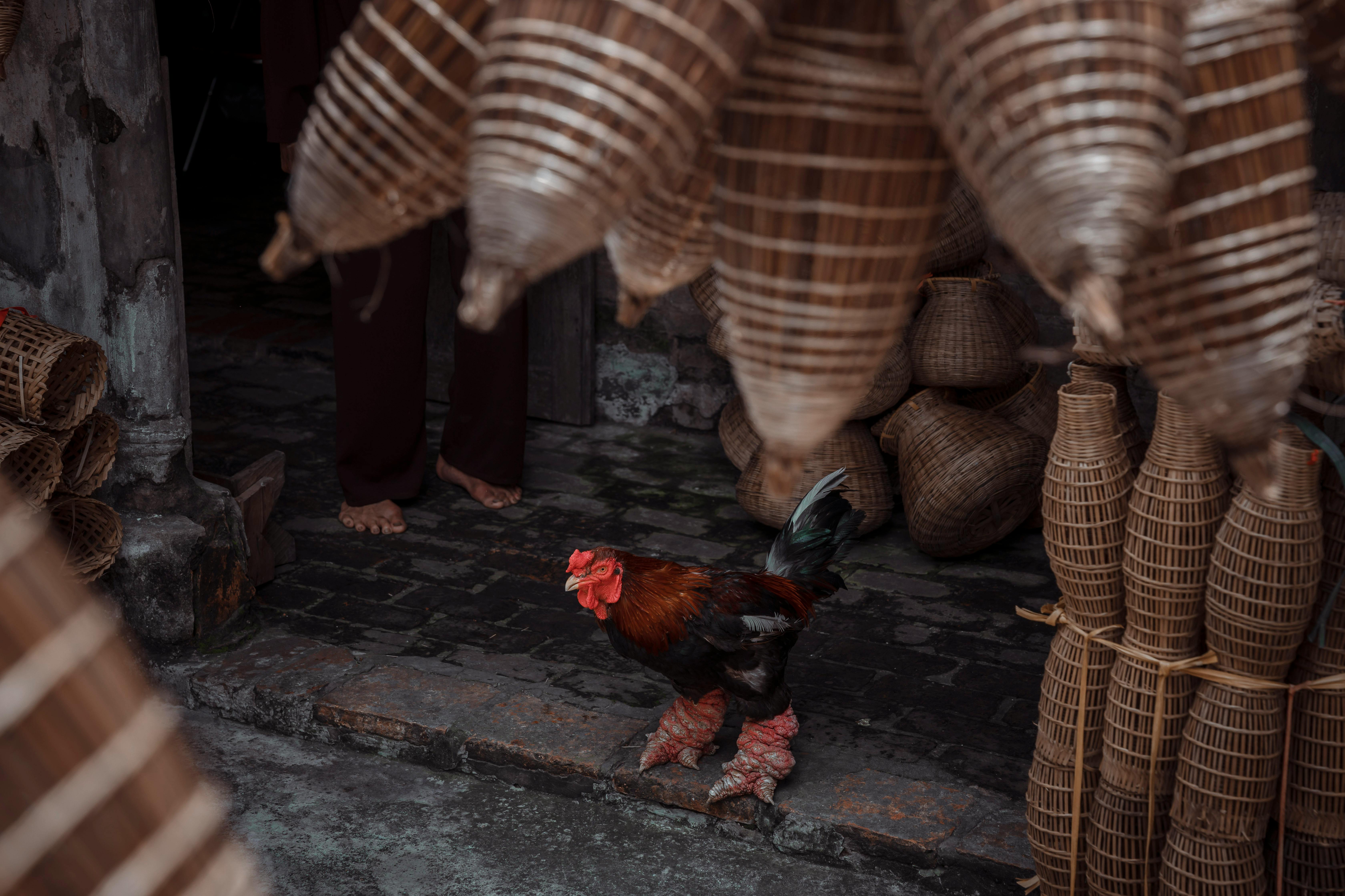 Asal Photos, Download The BEST Free Asal Stock Photos & HD Images