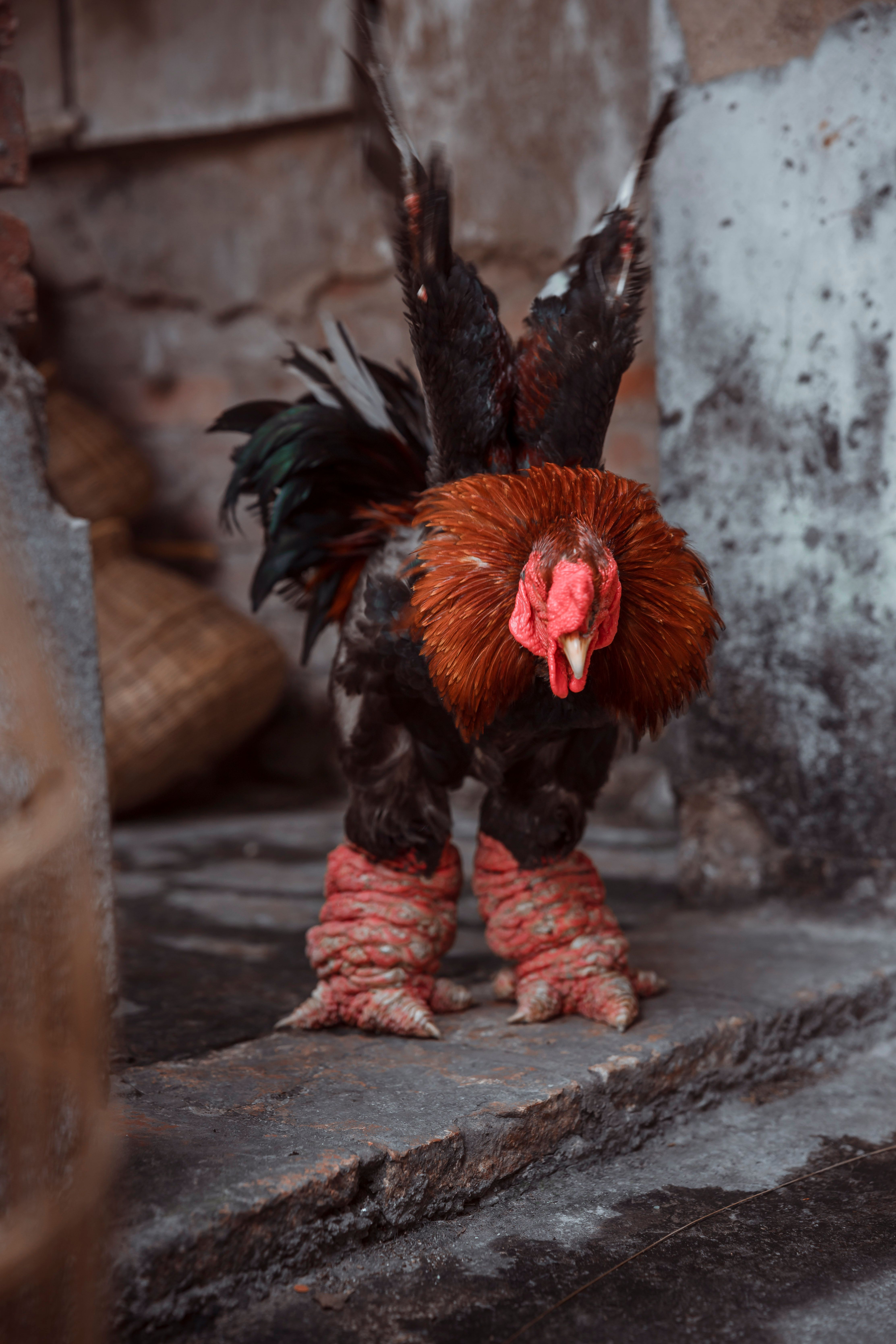 Photo of a Dong Tao Rooster · Free Stock Photo