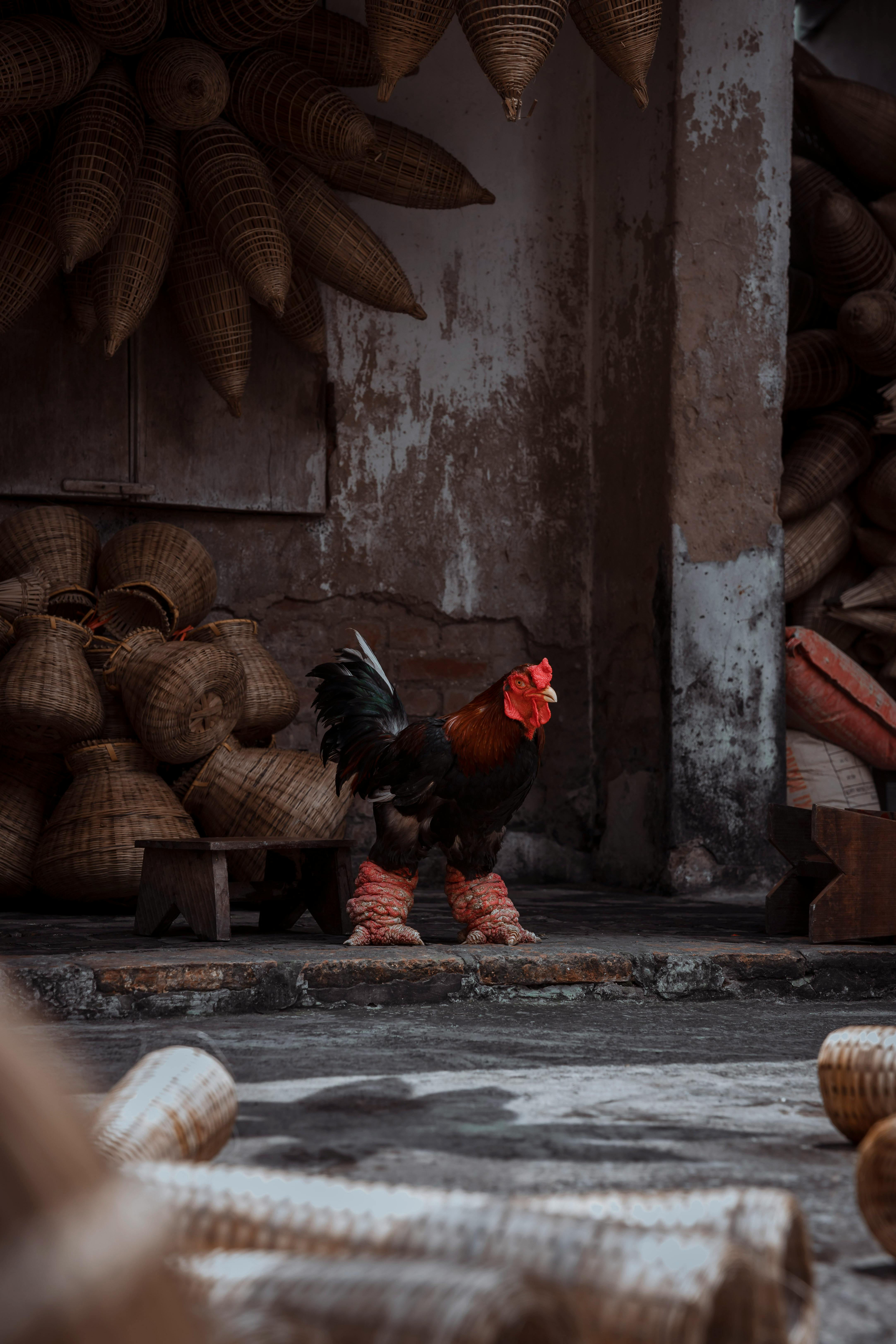Rooster Vietnam Photos, Download The BEST Free Rooster Vietnam Stock ...