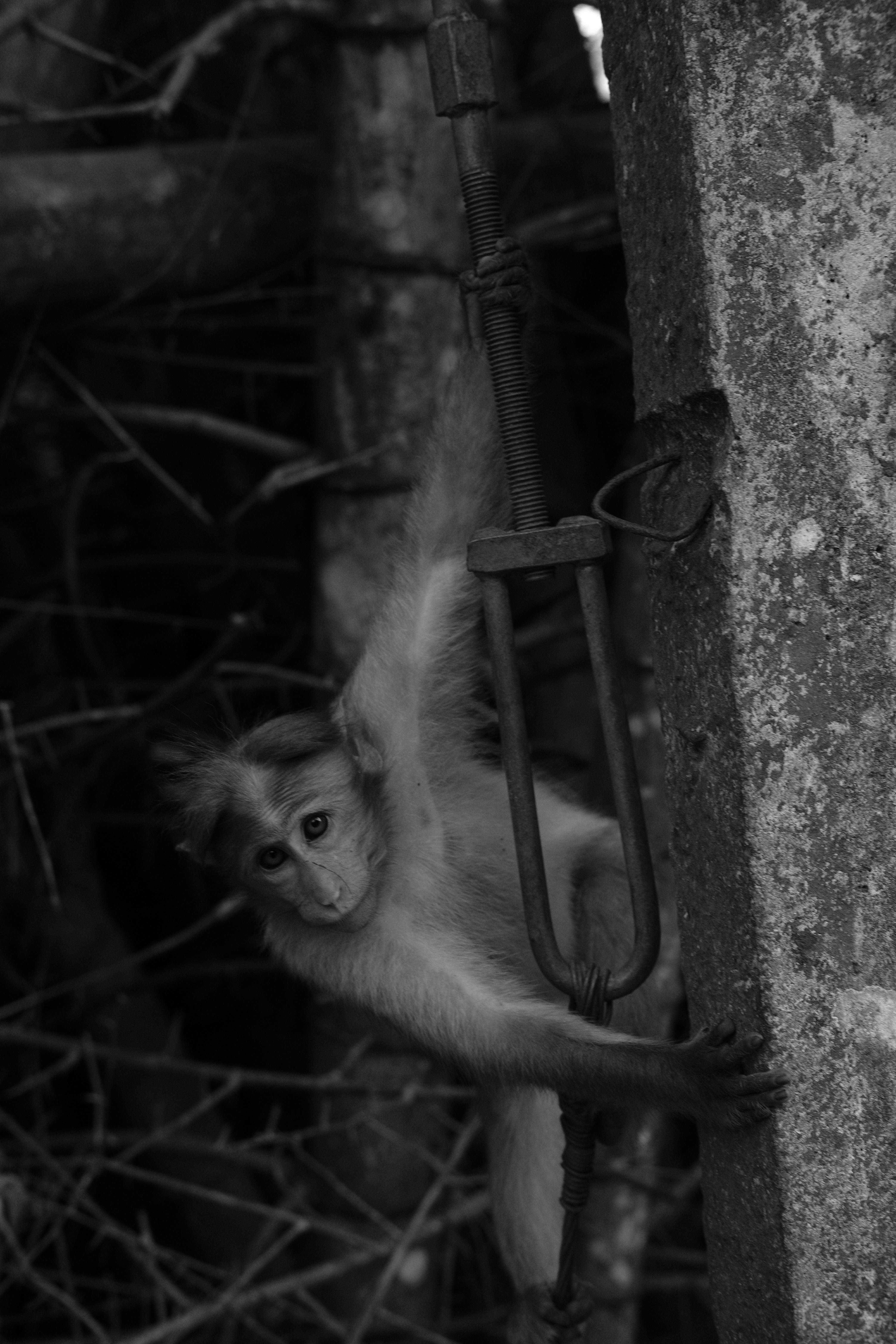 A monkey is hanging from a tree branch · Free Stock Photo