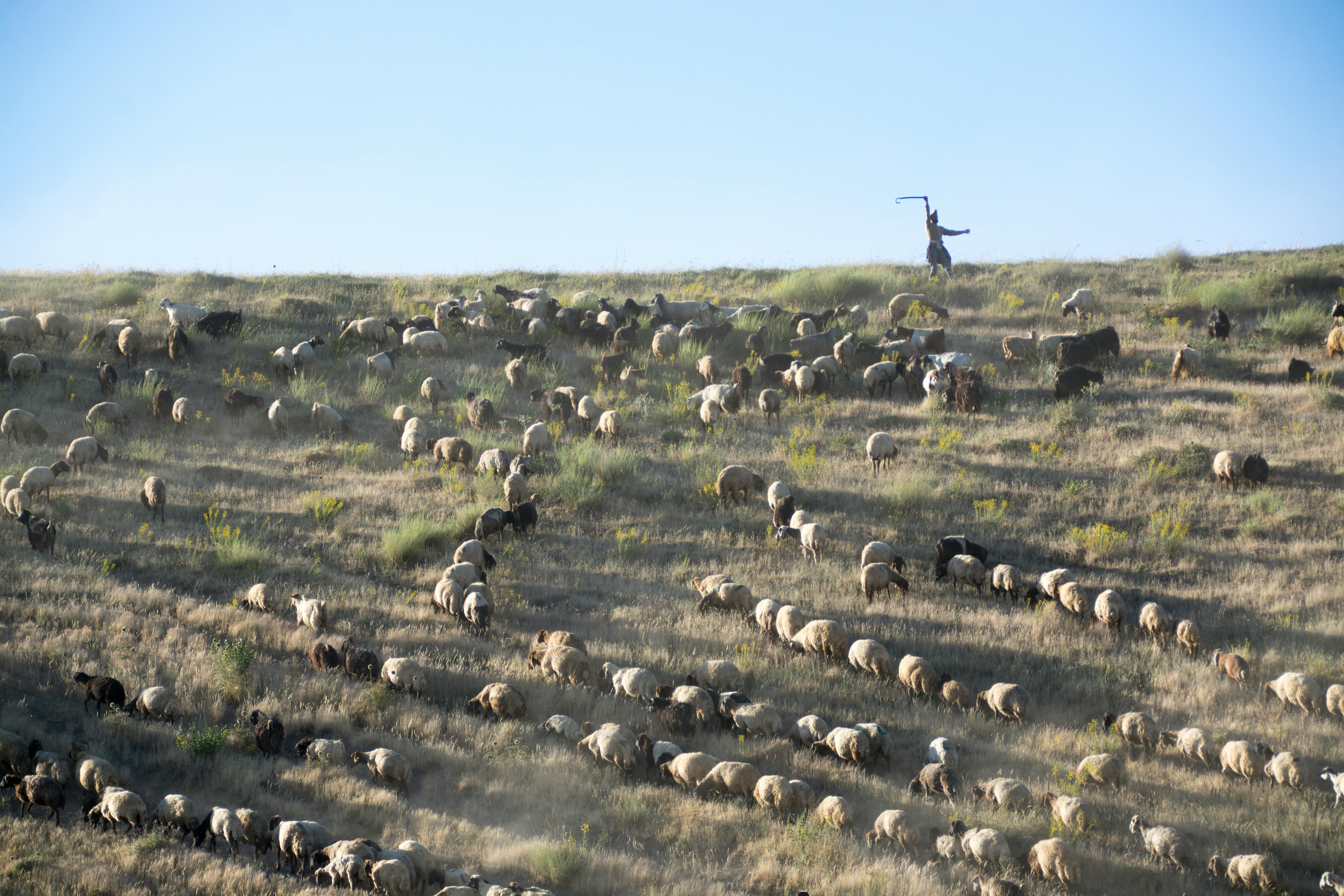 Pastor Sheep Photos, Download Free Pastor Sheep Stock Photos & HD Images