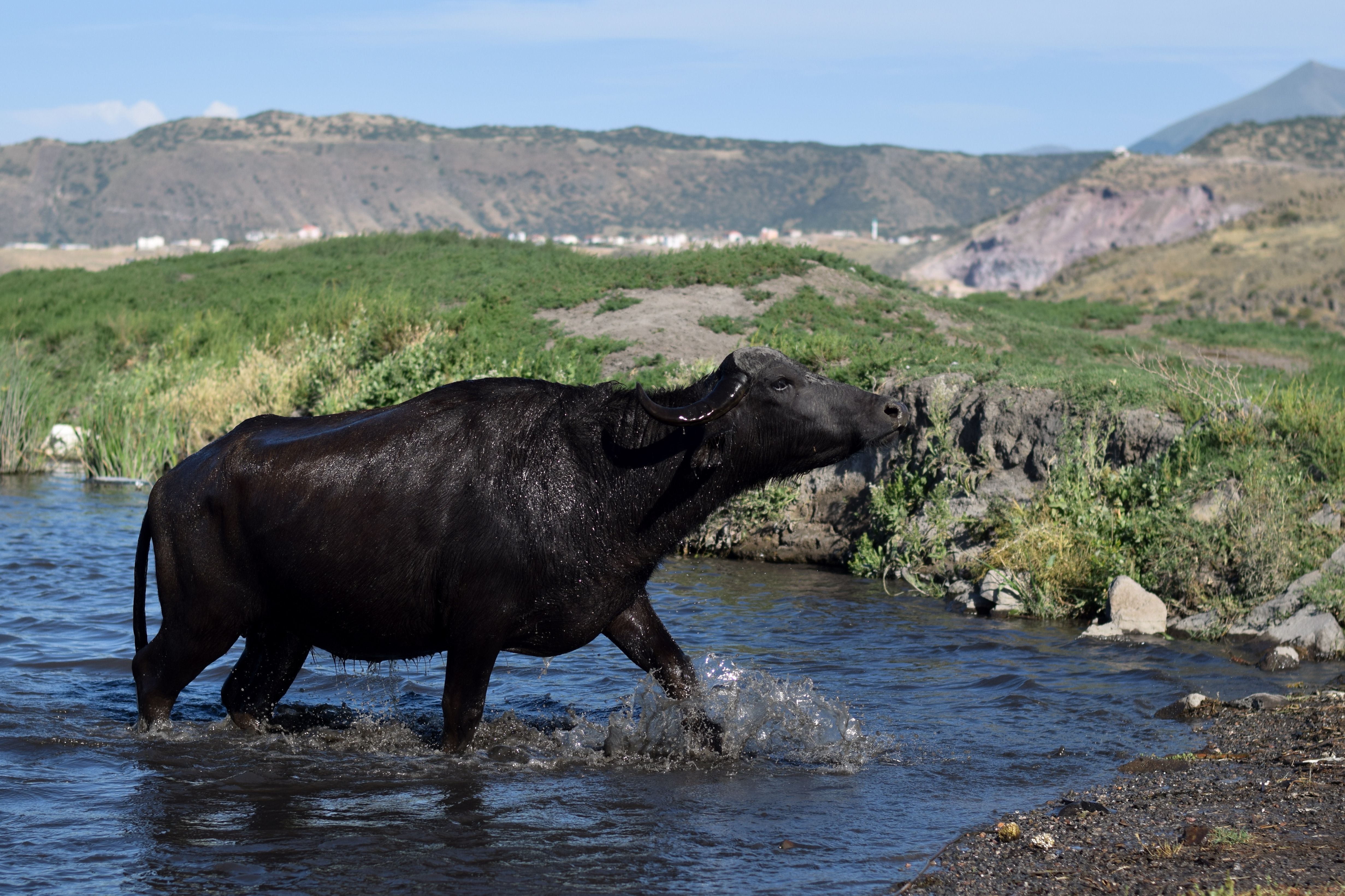 Water Buffalo on Lakeshore · Free Stock Photo