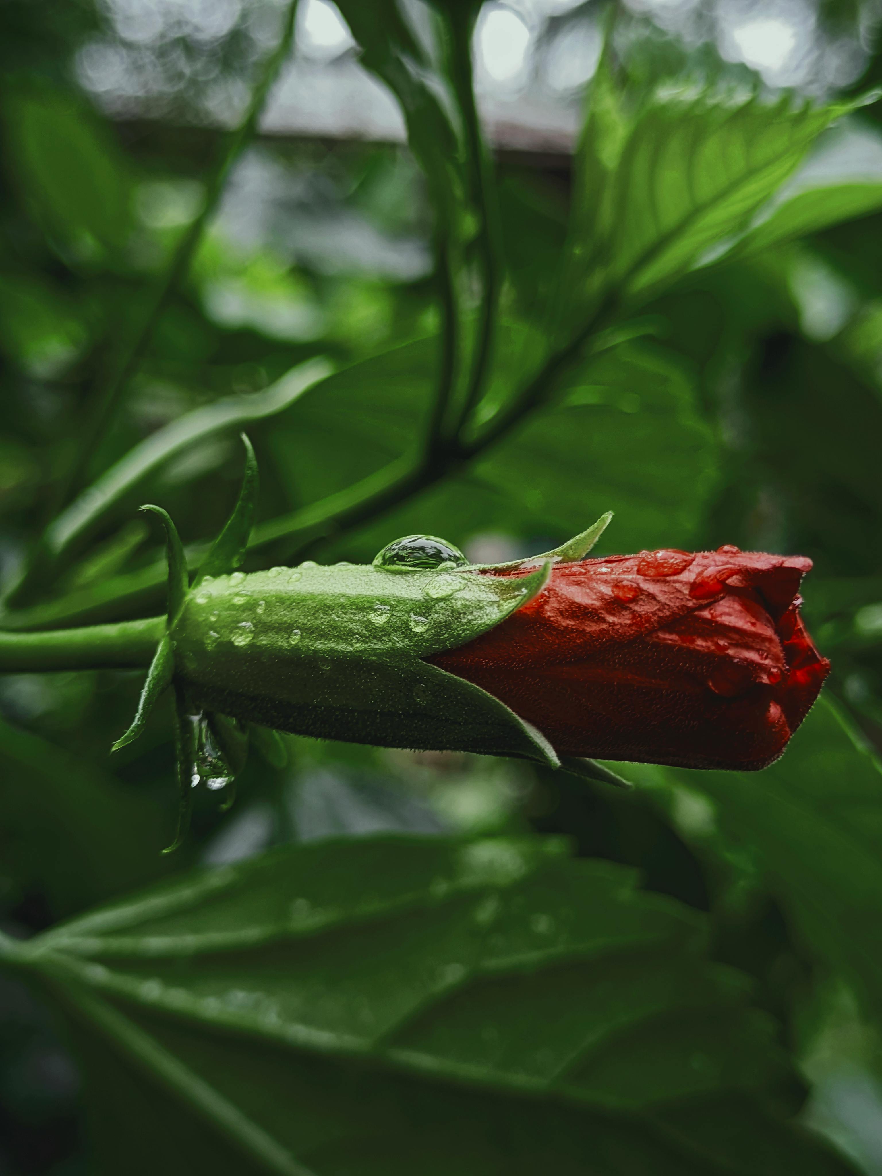 Rain Dropped the Flower! · Free Stock Photo