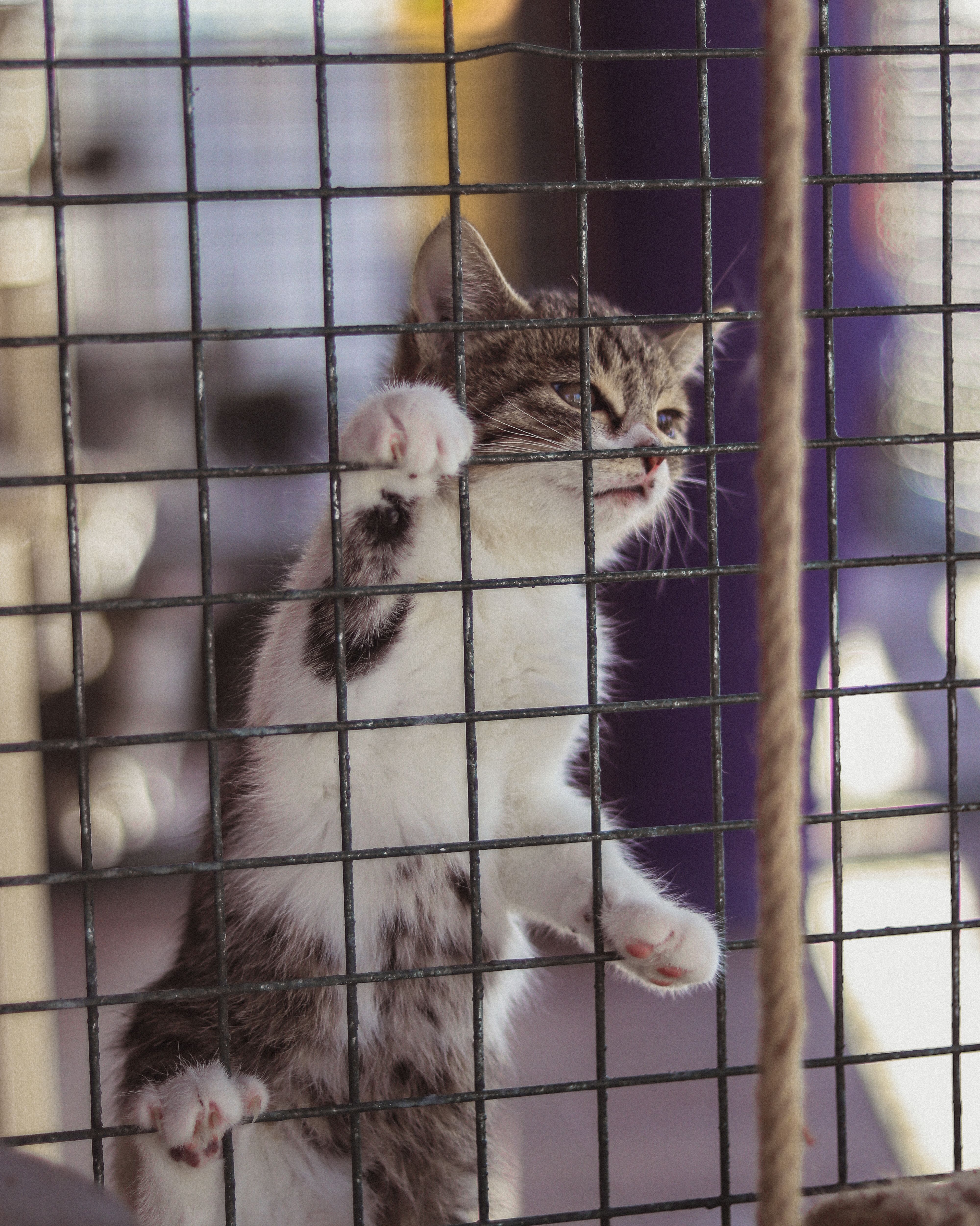 A kitten is standing on the bars of a cage · Free Stock Photo
