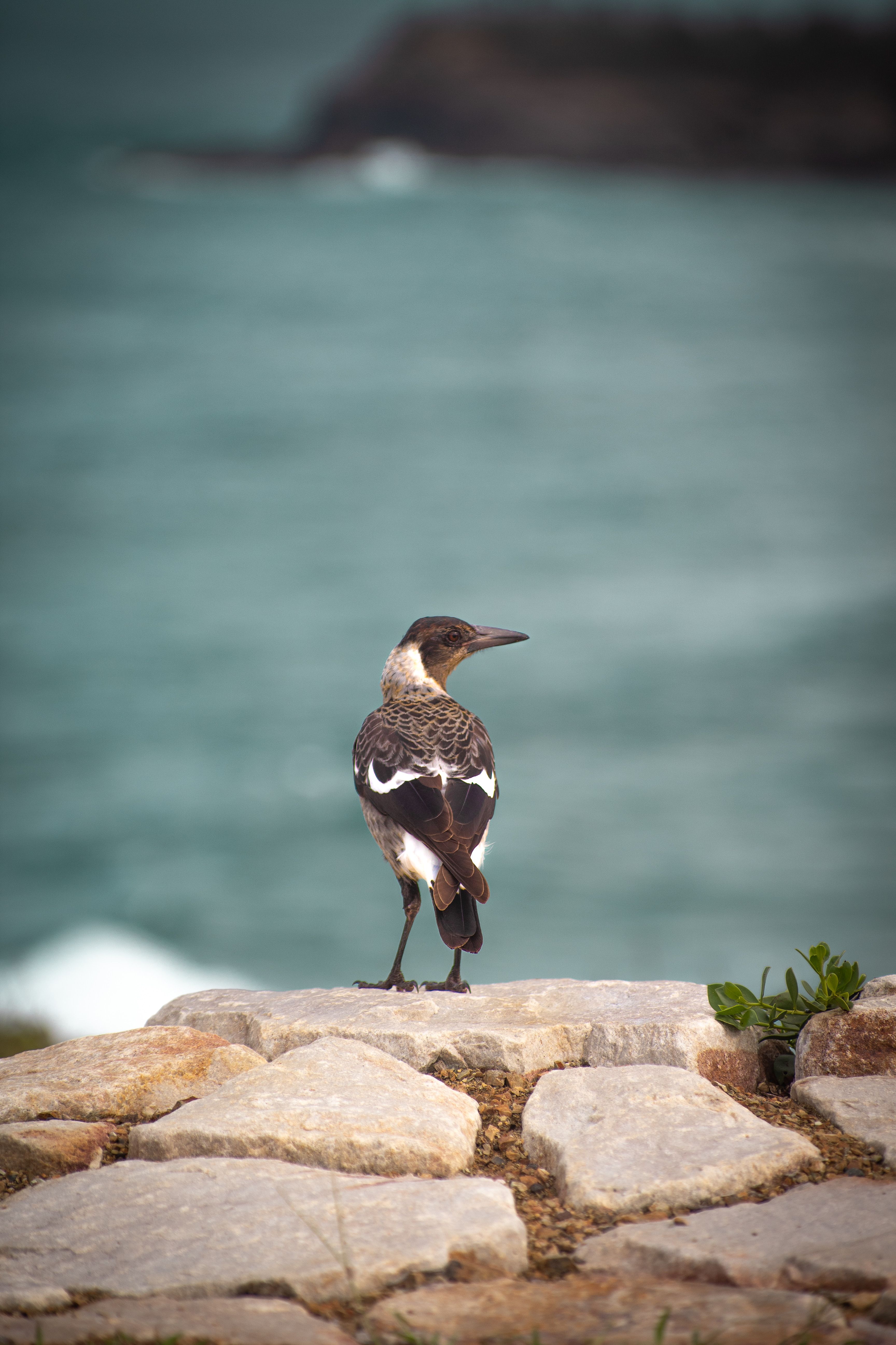 Close-up of a Magpie Perched on a Rock on the Shore · Free Stock Photo
