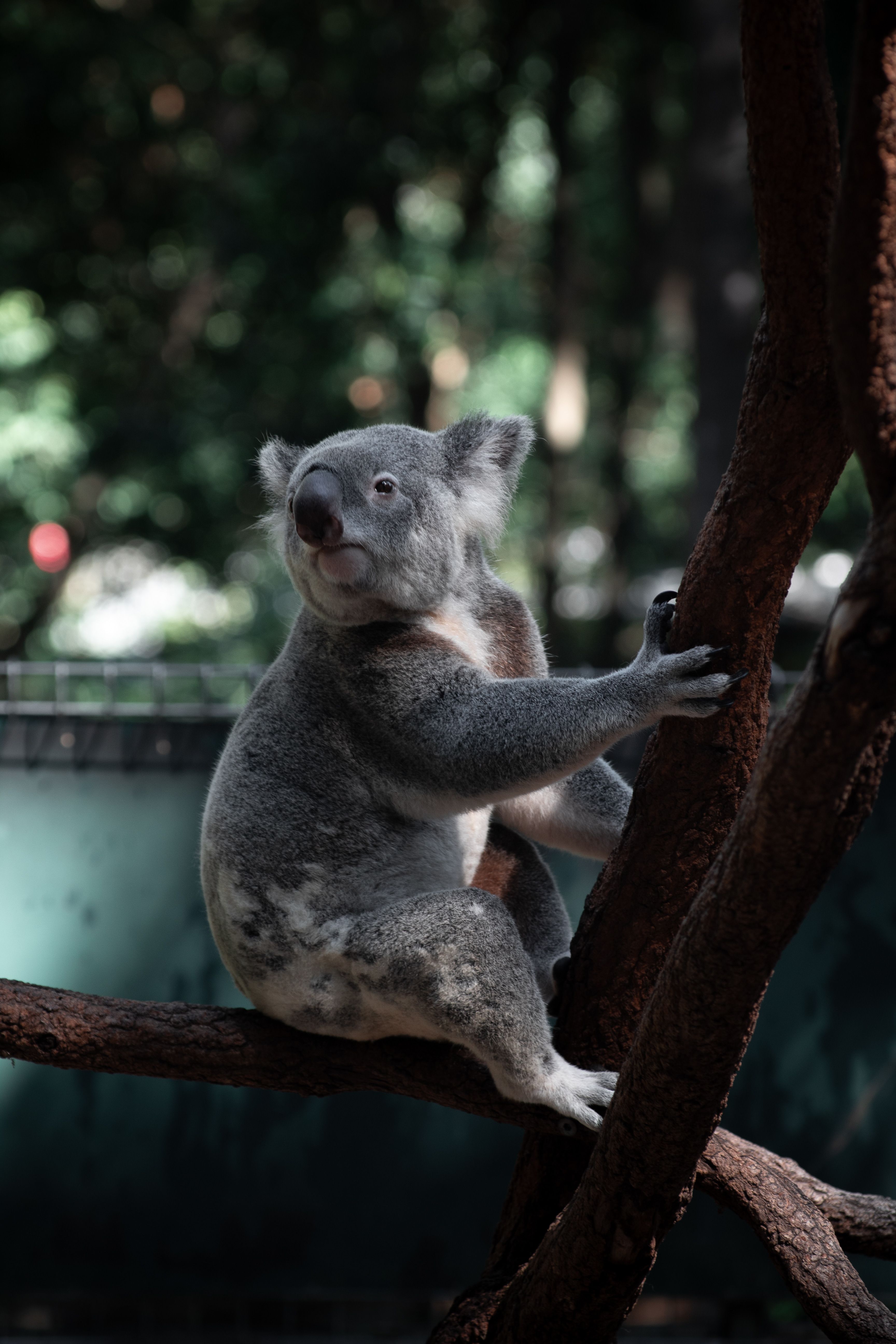 Close-up Photo of Koala Bear · Free Stock Photo