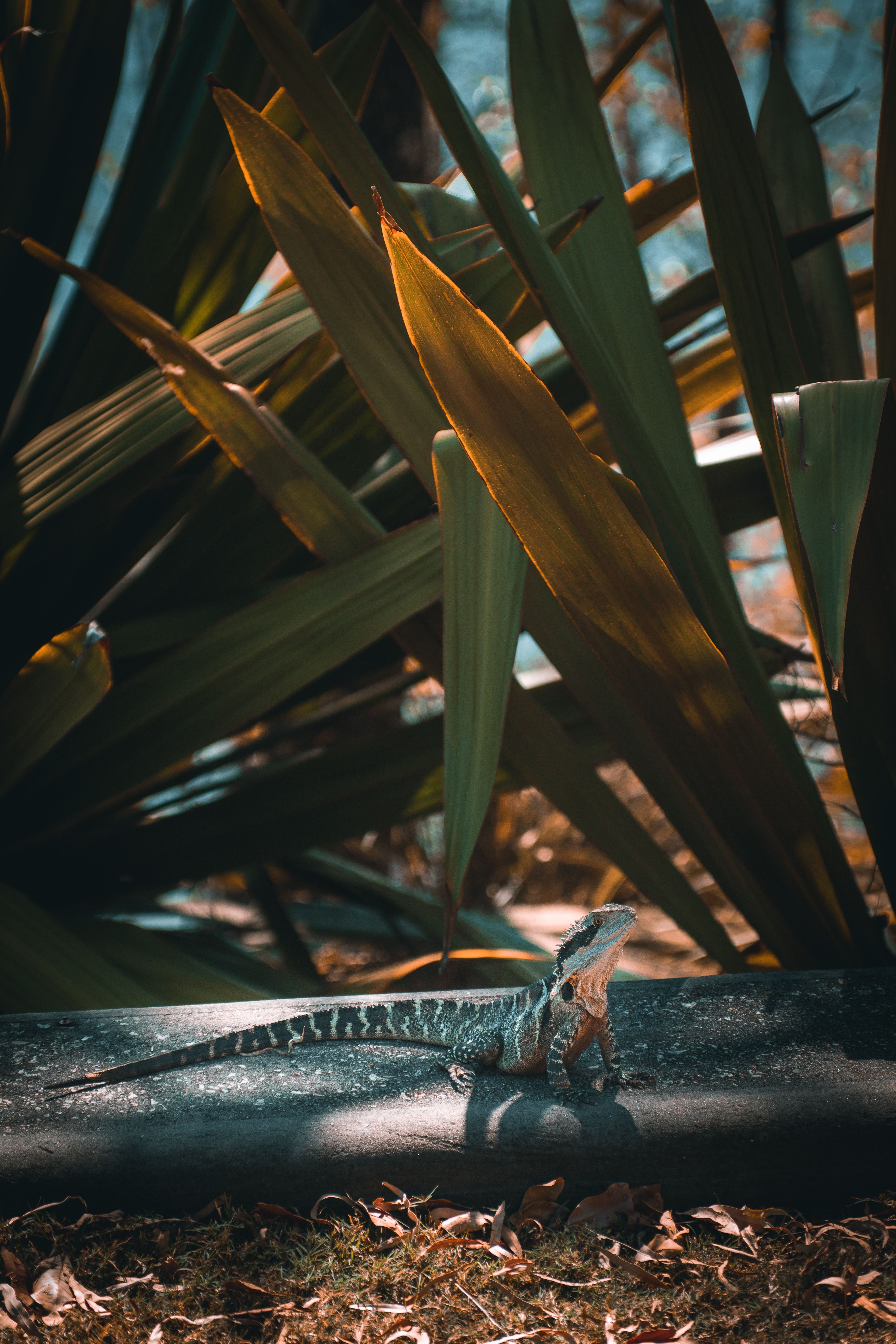 Close-Up Photo of Lizard On Rock · Free Stock Photo