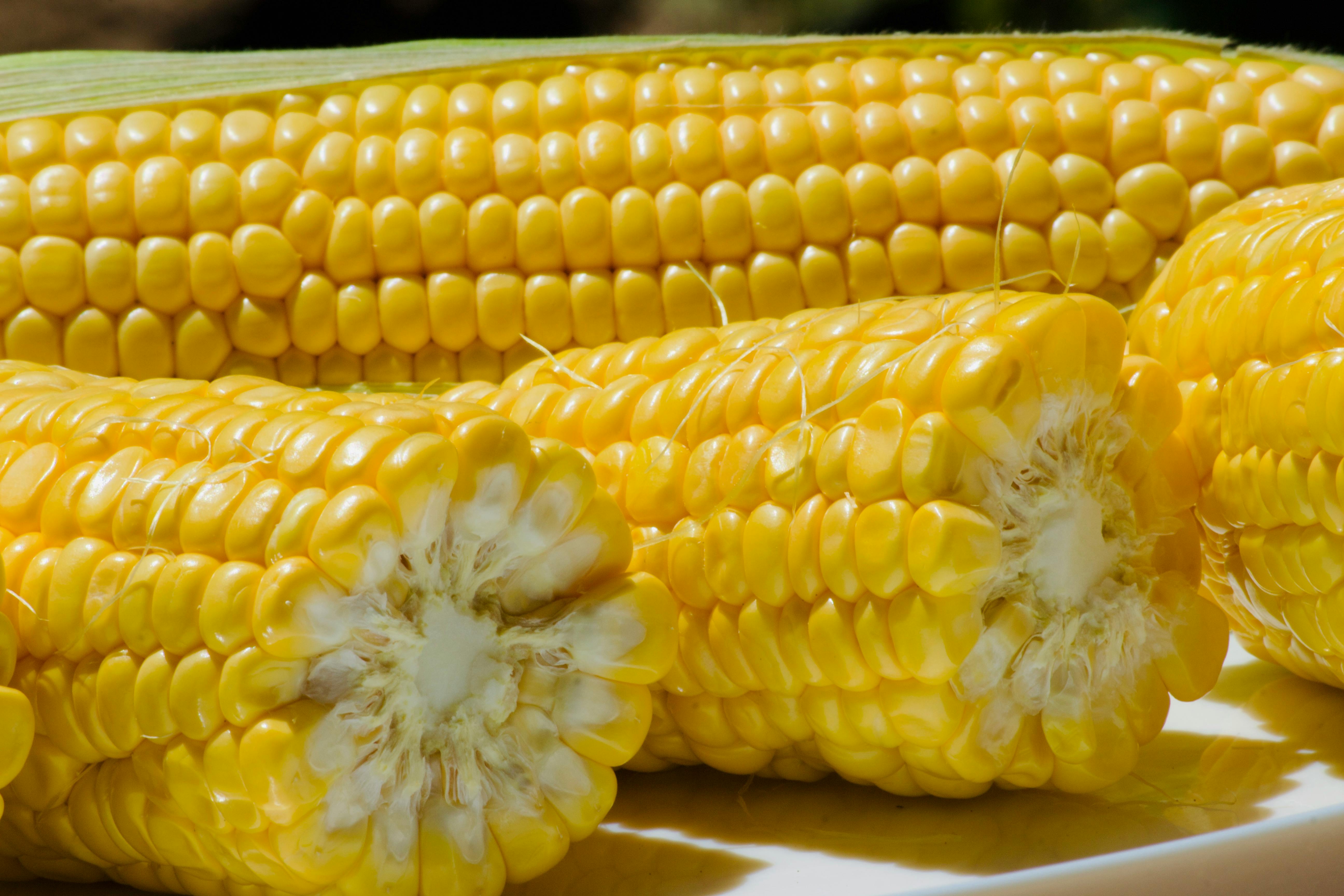 Corn · Free Stock Photo