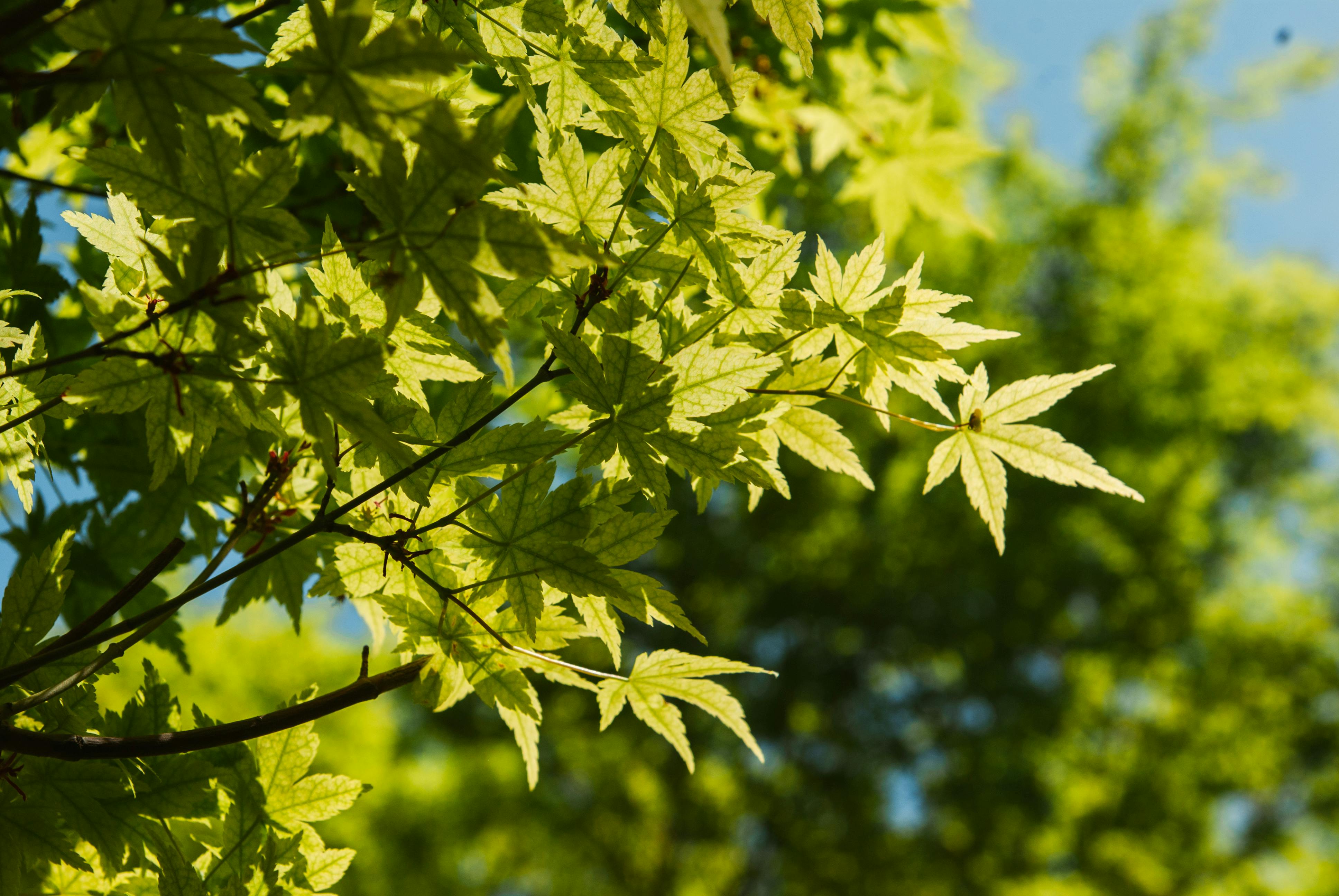 Close-up of Green Leaves of Maple in Sunlight · Free Stock Photo