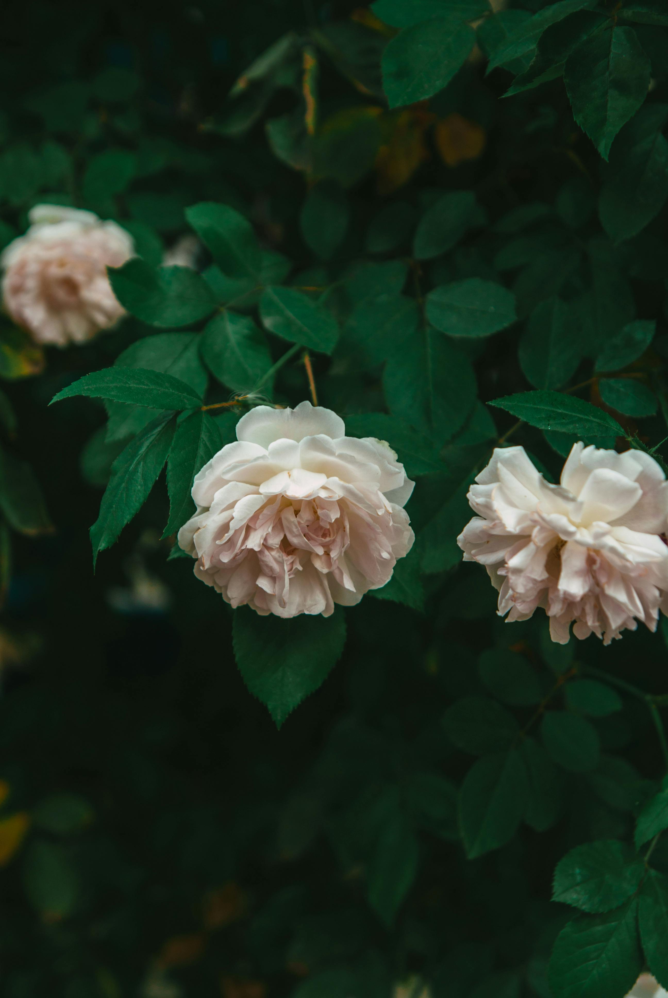 Red Roses Garden in Bloom · Free Stock Photo