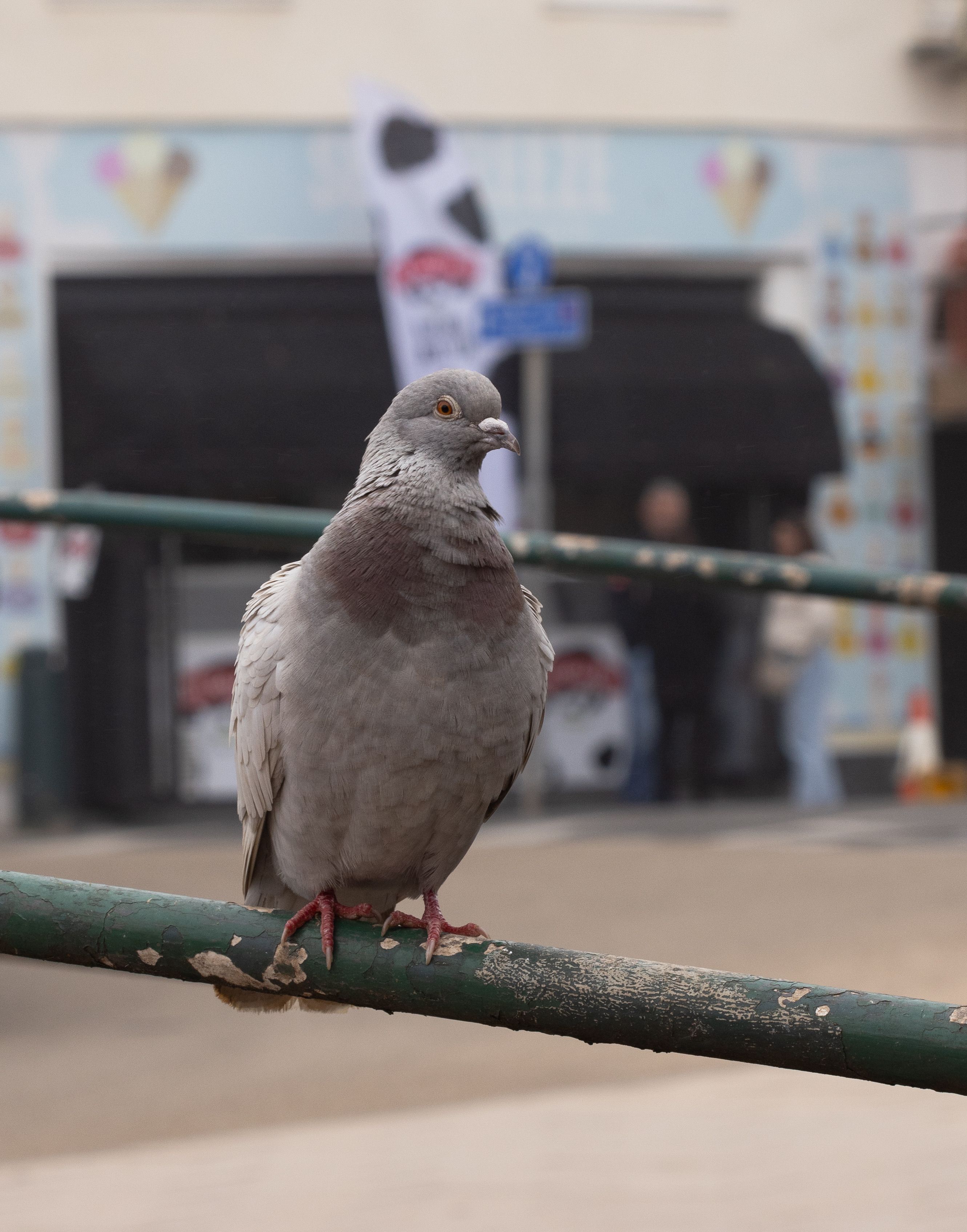 Pigeon Siting on Pole · Free Stock Photo