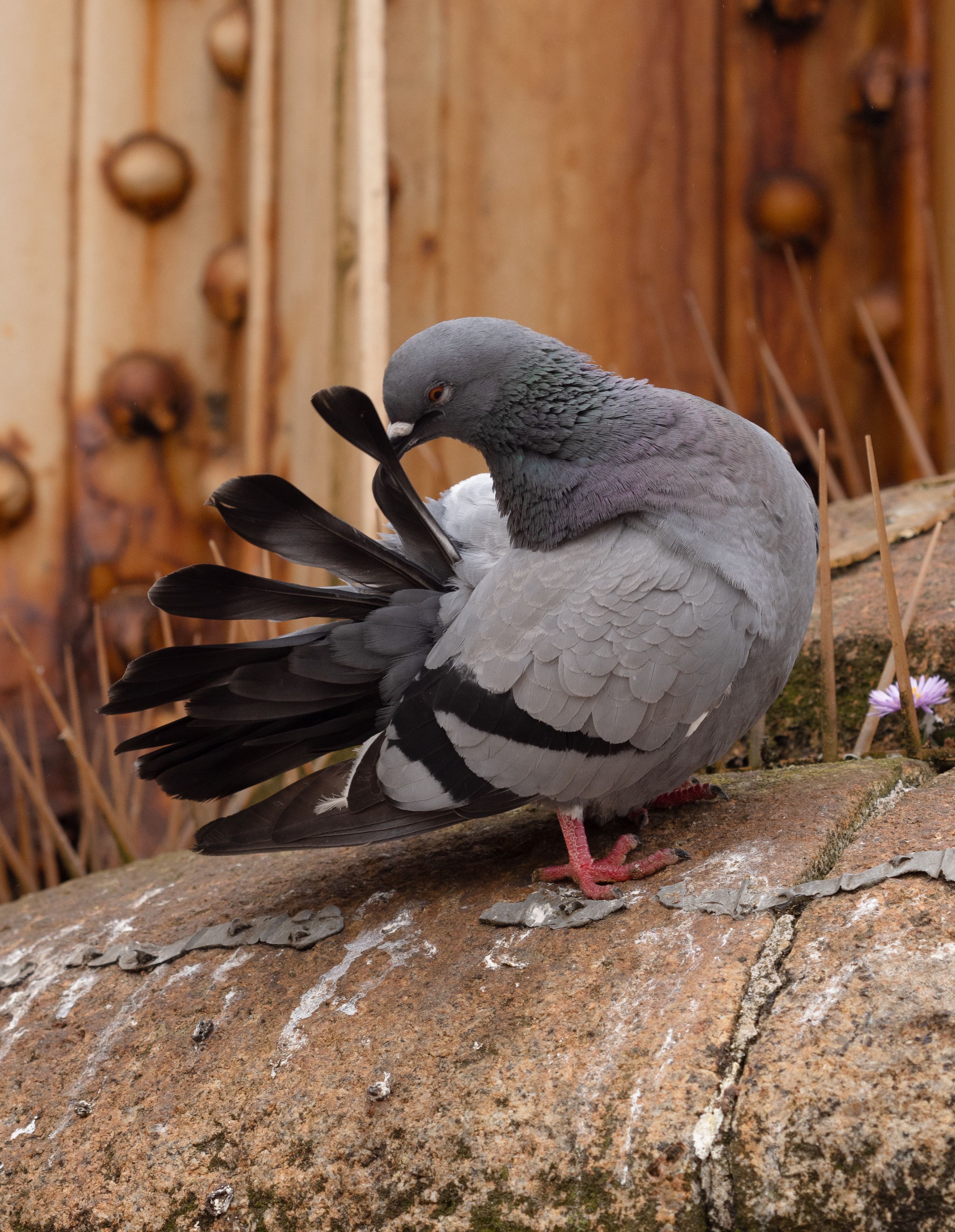 Pigeon on a Stone · Free Stock Photo