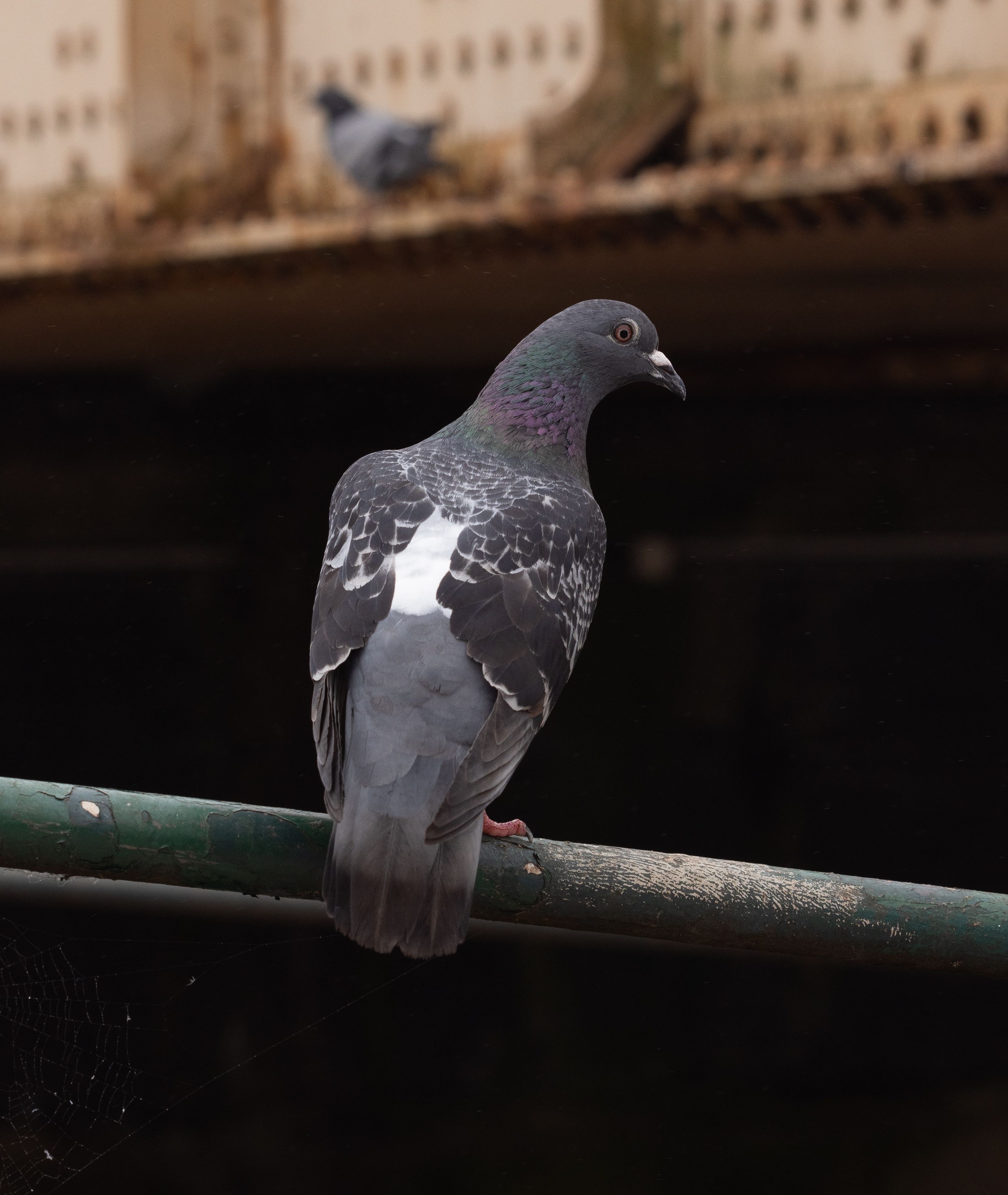 Pigeon Sitting on Pole · Free Stock Photo