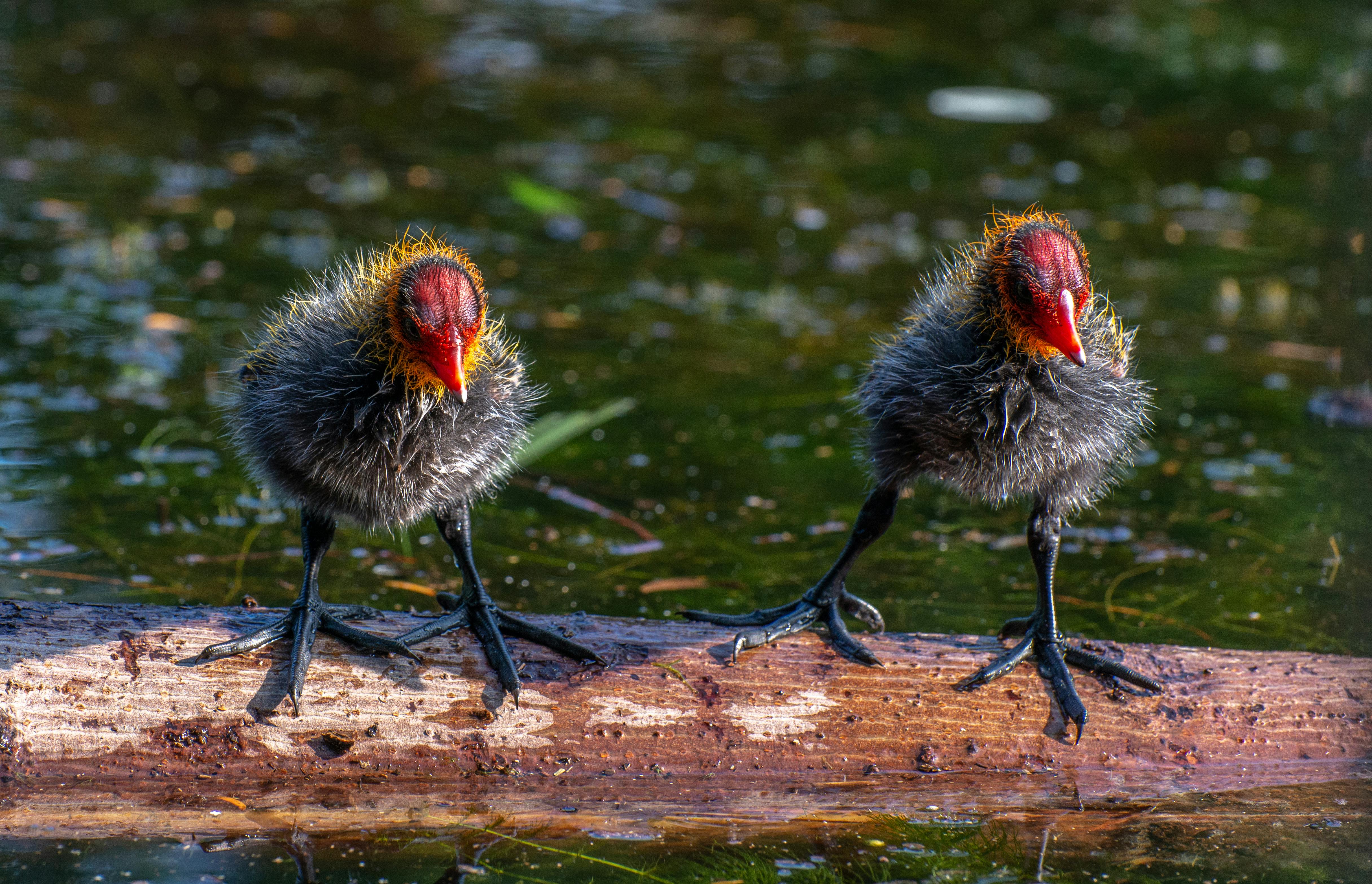Two baby birds standing on a log in the water · Free Stock Photo