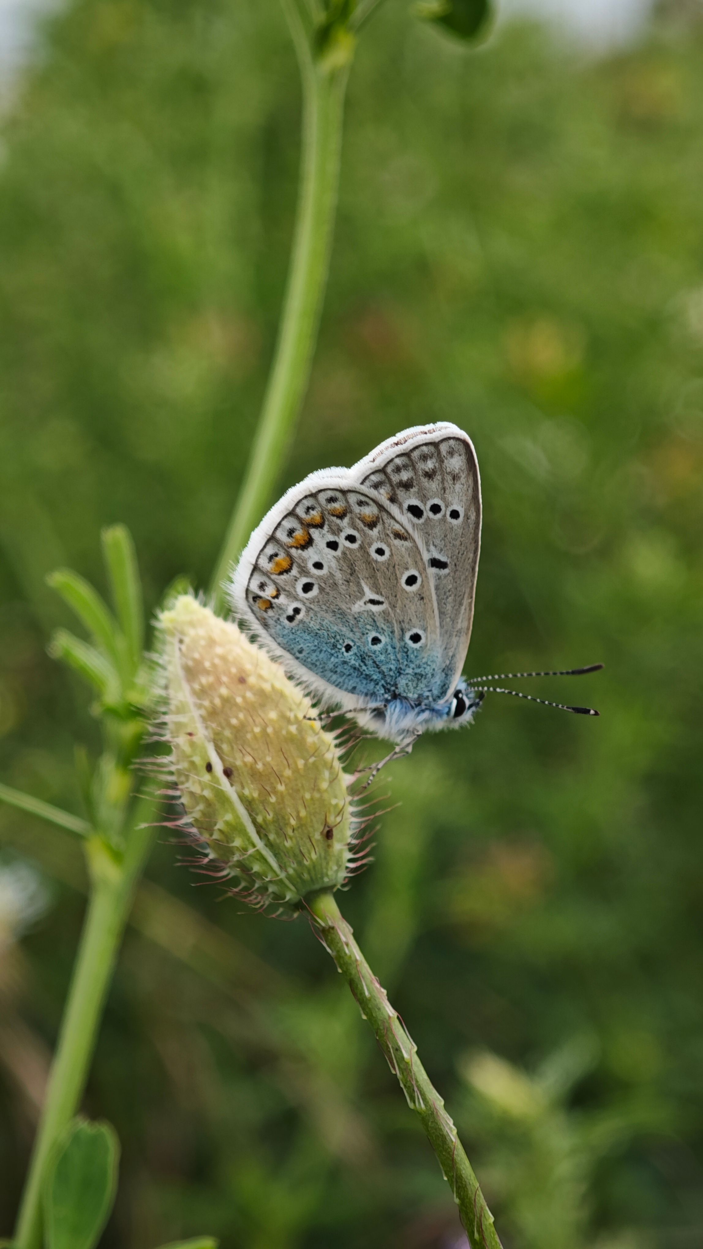 Close-Up Shot of a Common Blue Butterfly on Soil · Free Stock Photo