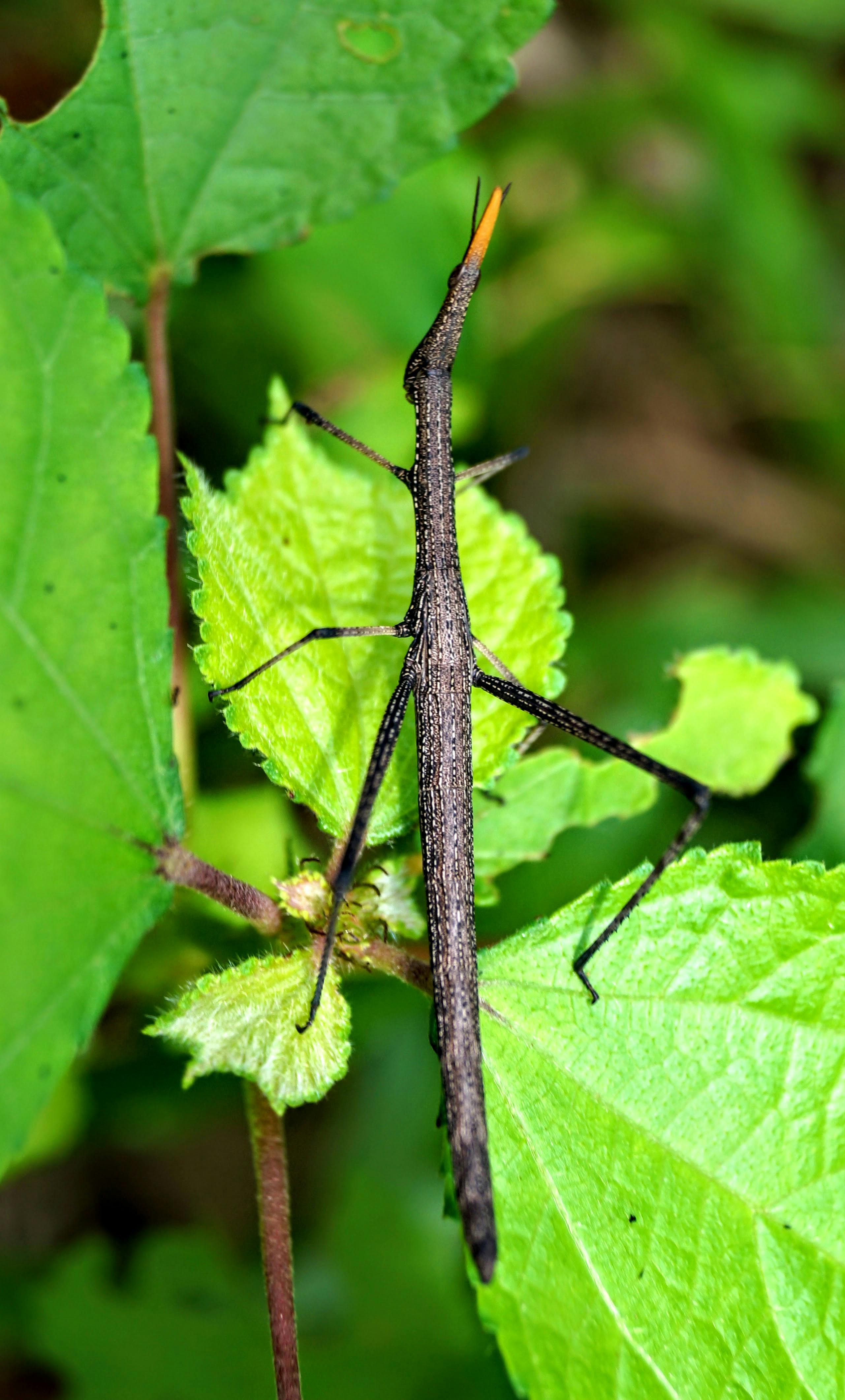 Stick Insect Camouflage · Free Stock Photo