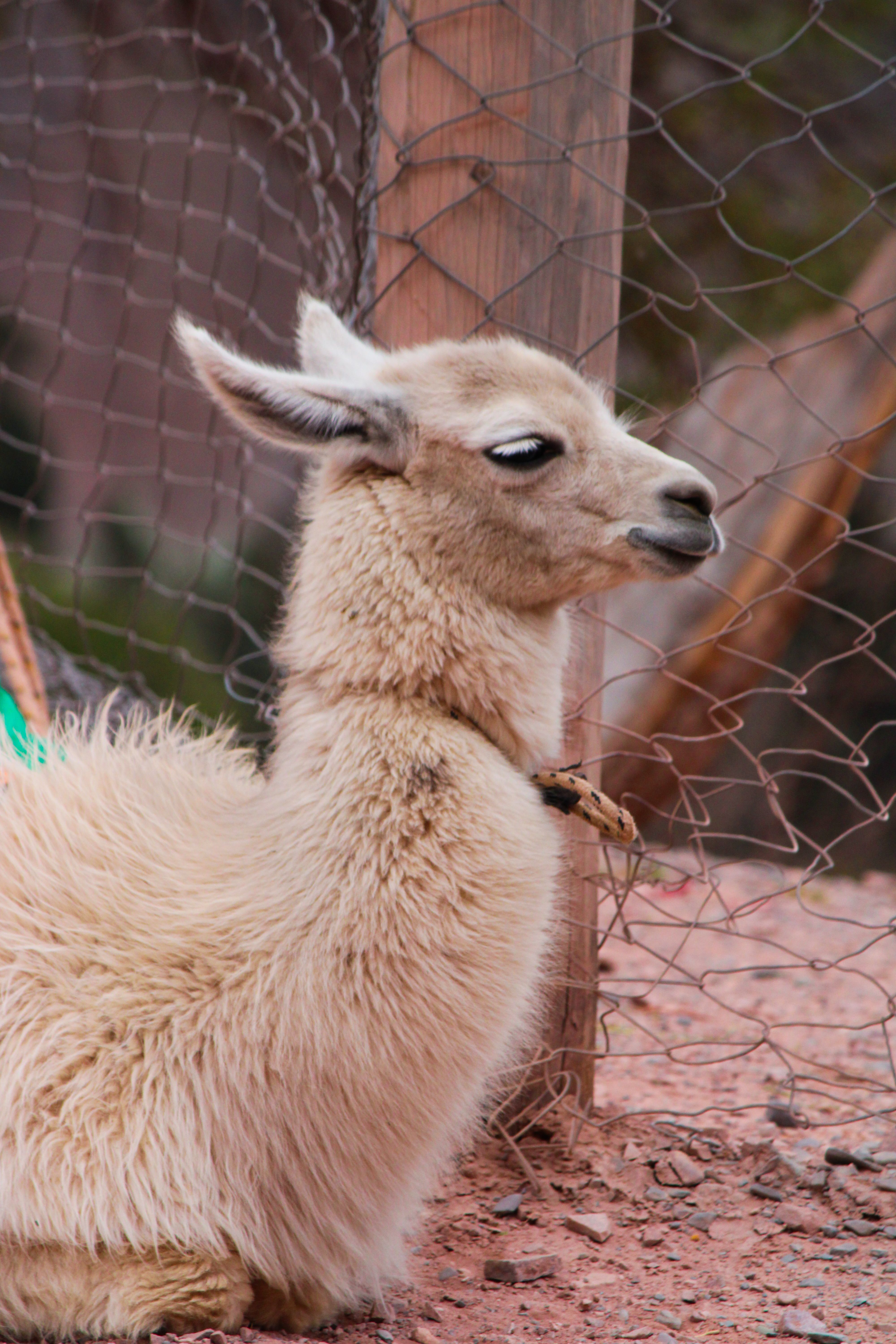 San Lama Photos, Download The BEST Free San Lama Stock Photos & HD Images