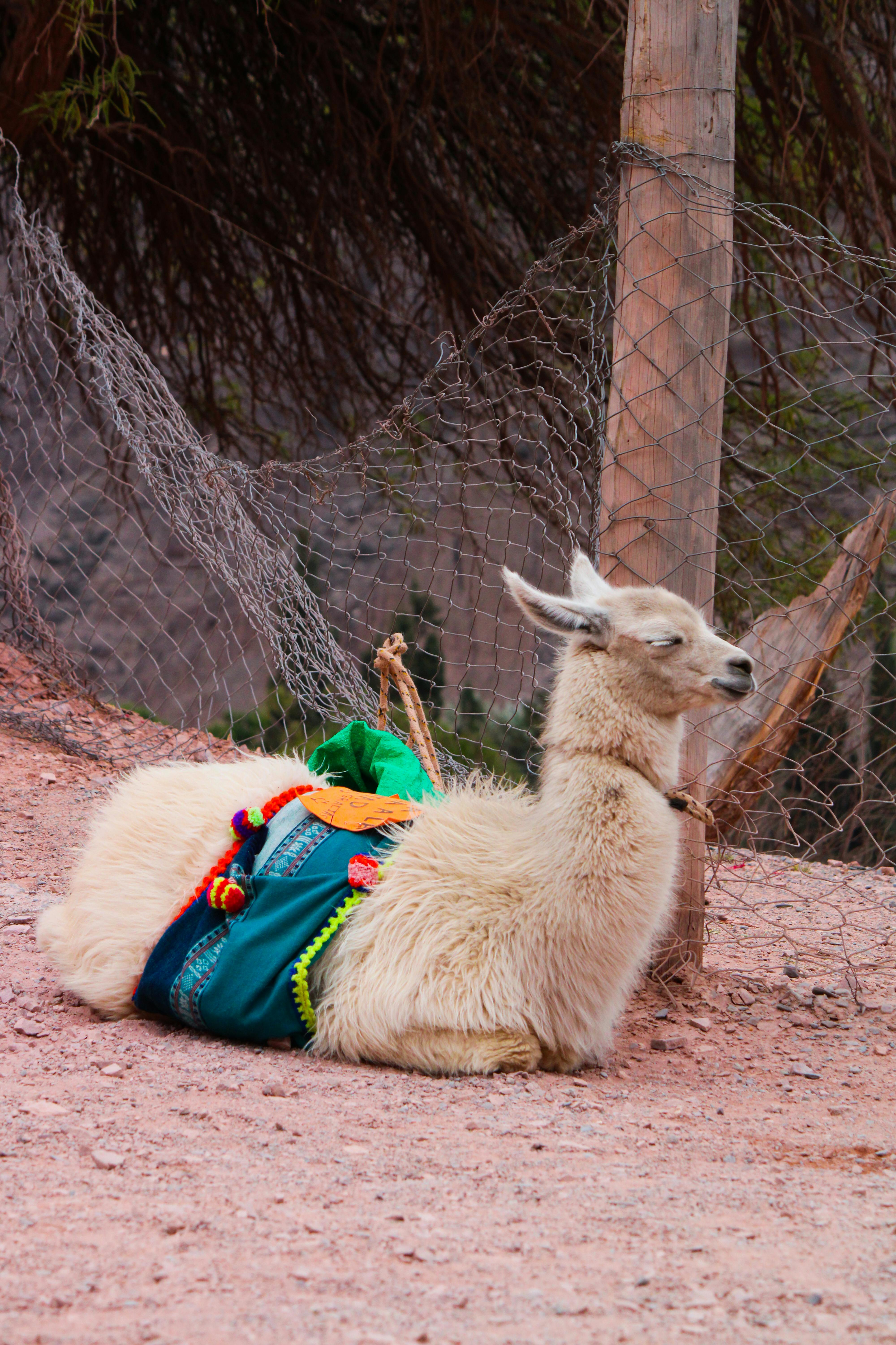 Llama Lying on Farm · Free Stock Photo