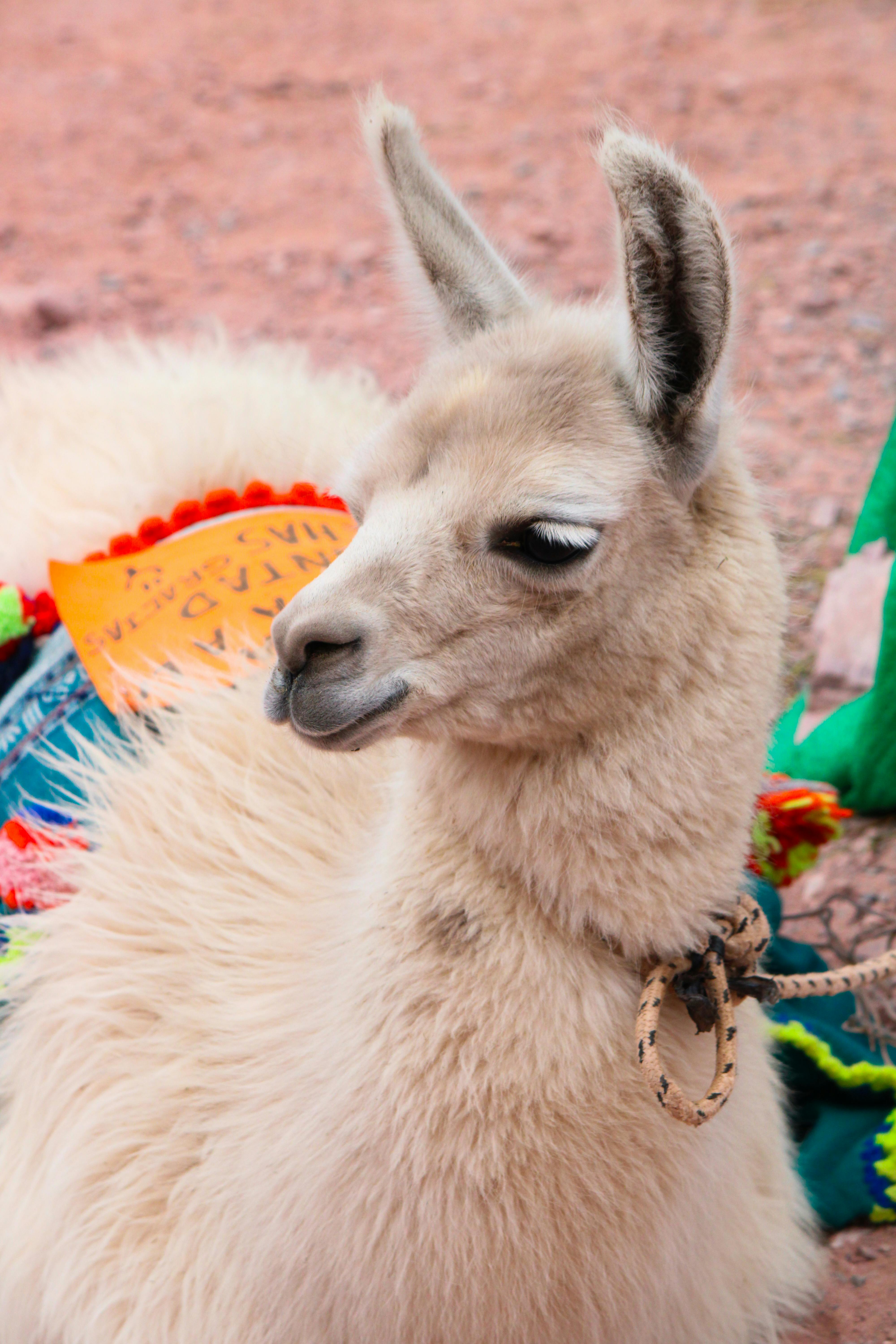 Portrait of Llama · Free Stock Photo