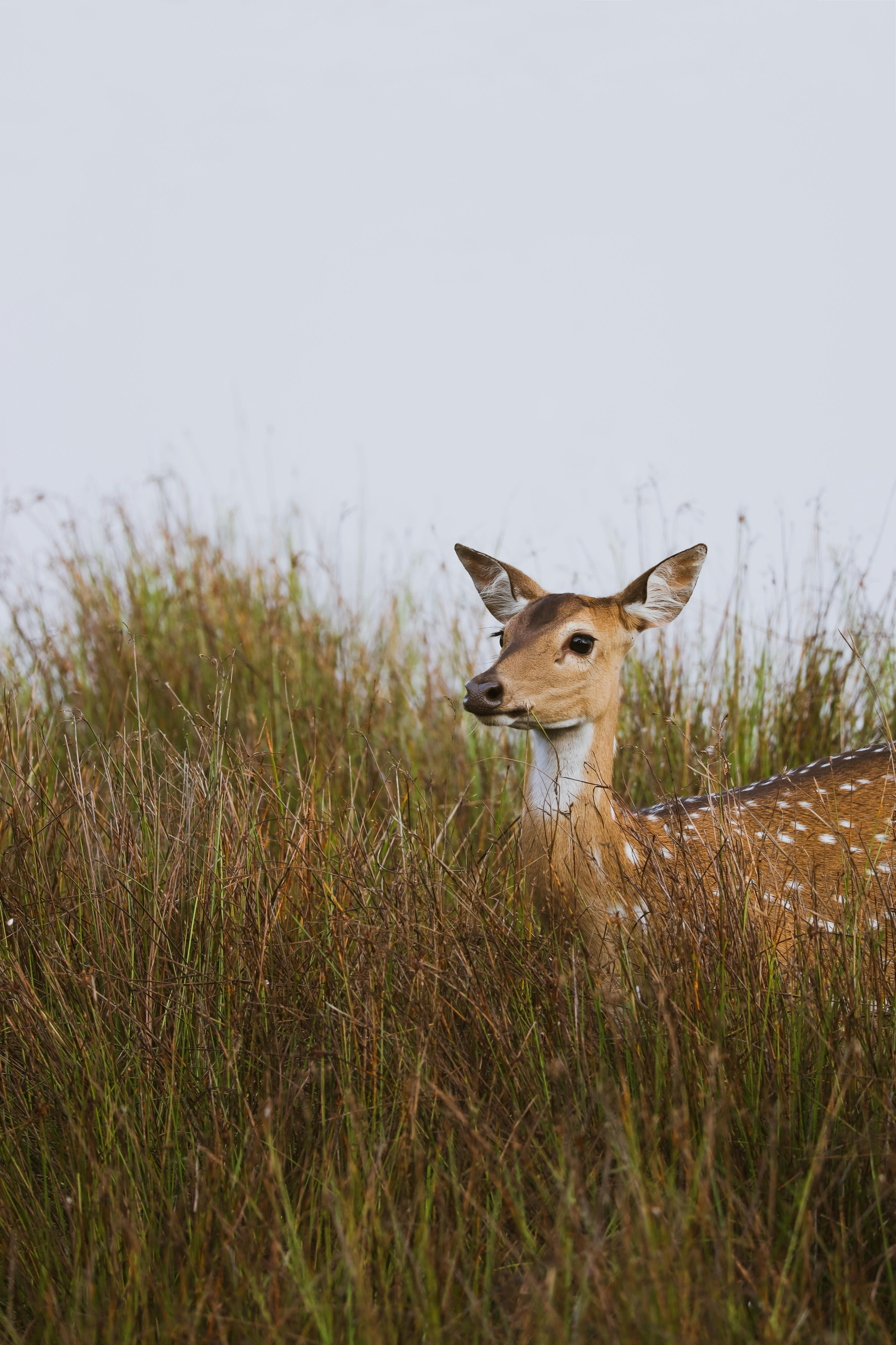 Yala Photos, Download The BEST Free Yala Stock Photos & HD Images