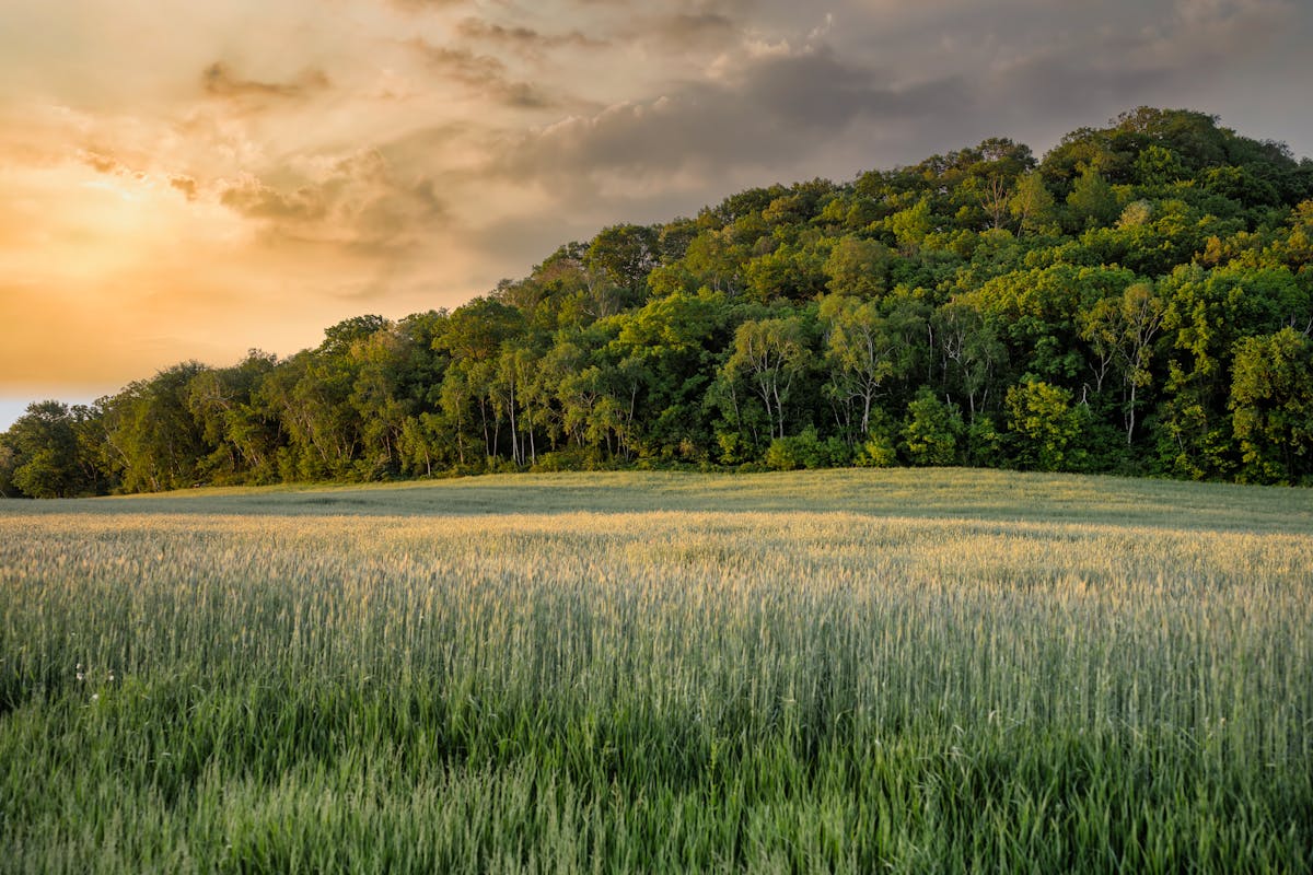 Sunset Over Green Field Of Corn, Iowa, Usa Photos, Download The BEST ...