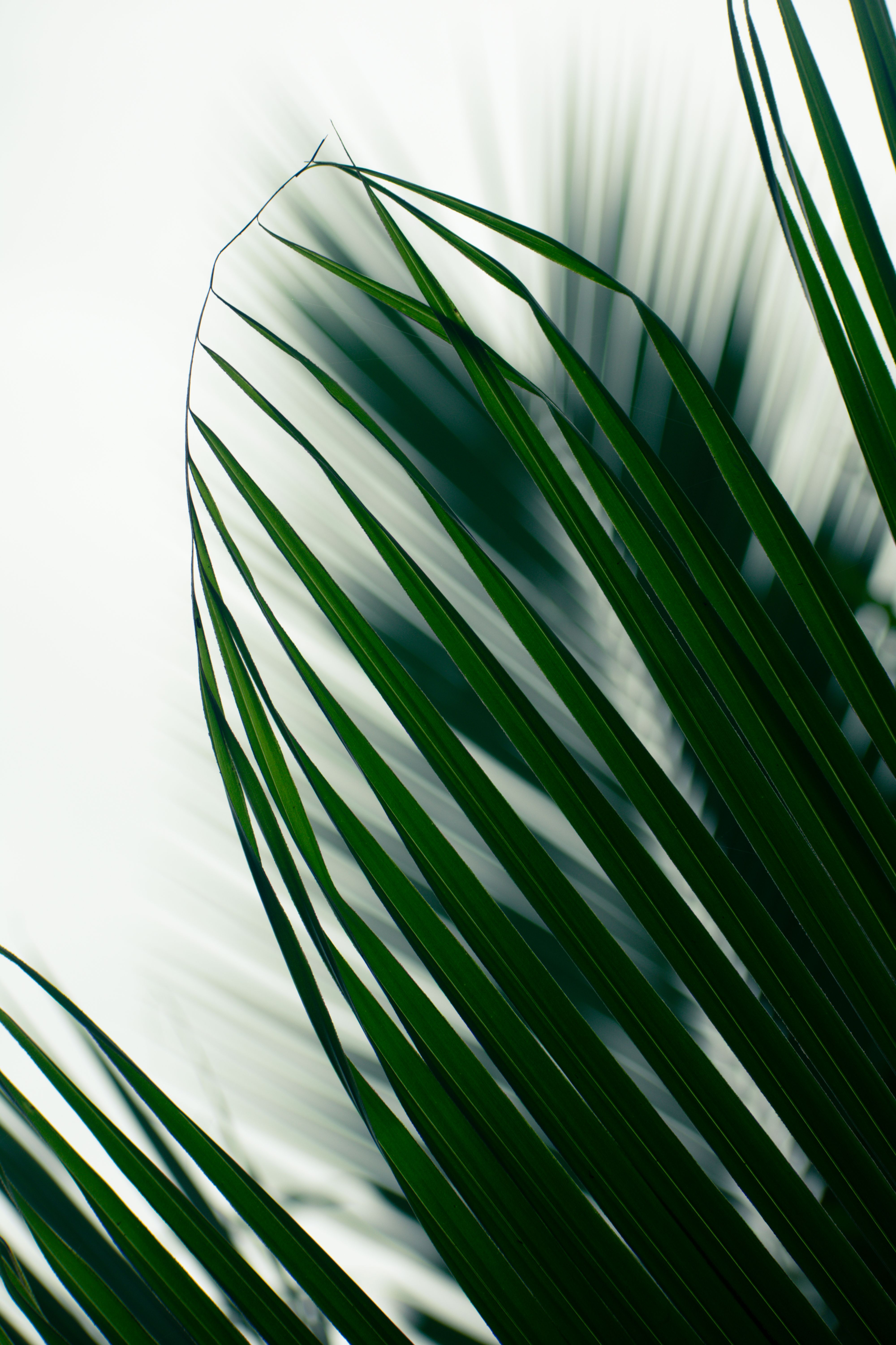green coconut leaf. · Free Stock Photo