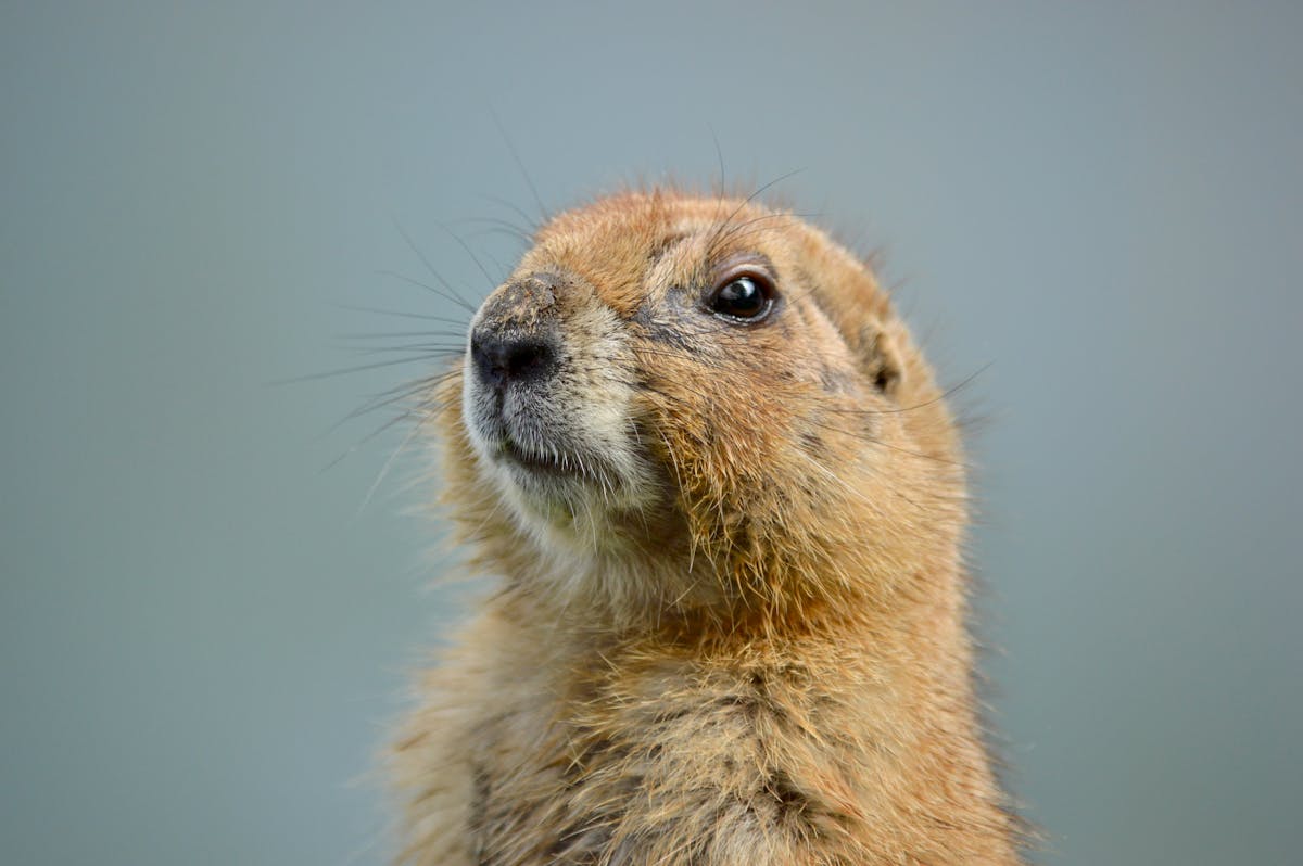 Are Prairie Dogs Legal Pets in Your State: A Guide