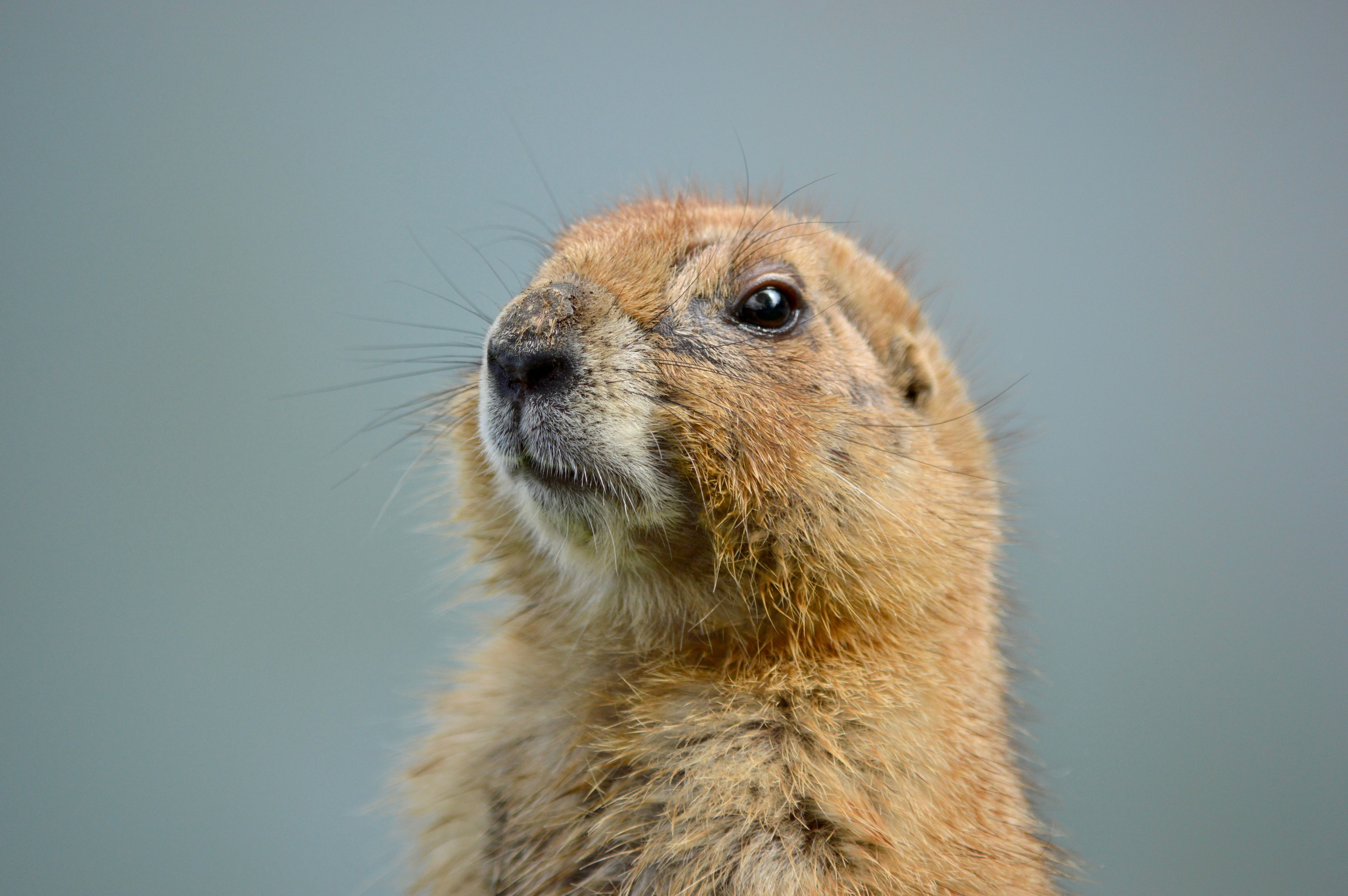 Close-up of a Prairie Dog Looking Around · Free Stock Photo
