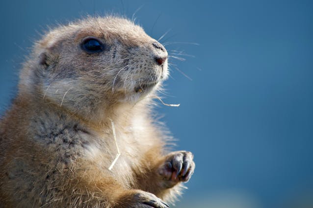 Decoding Prairie Dog Communication in Their Natural Habitat
