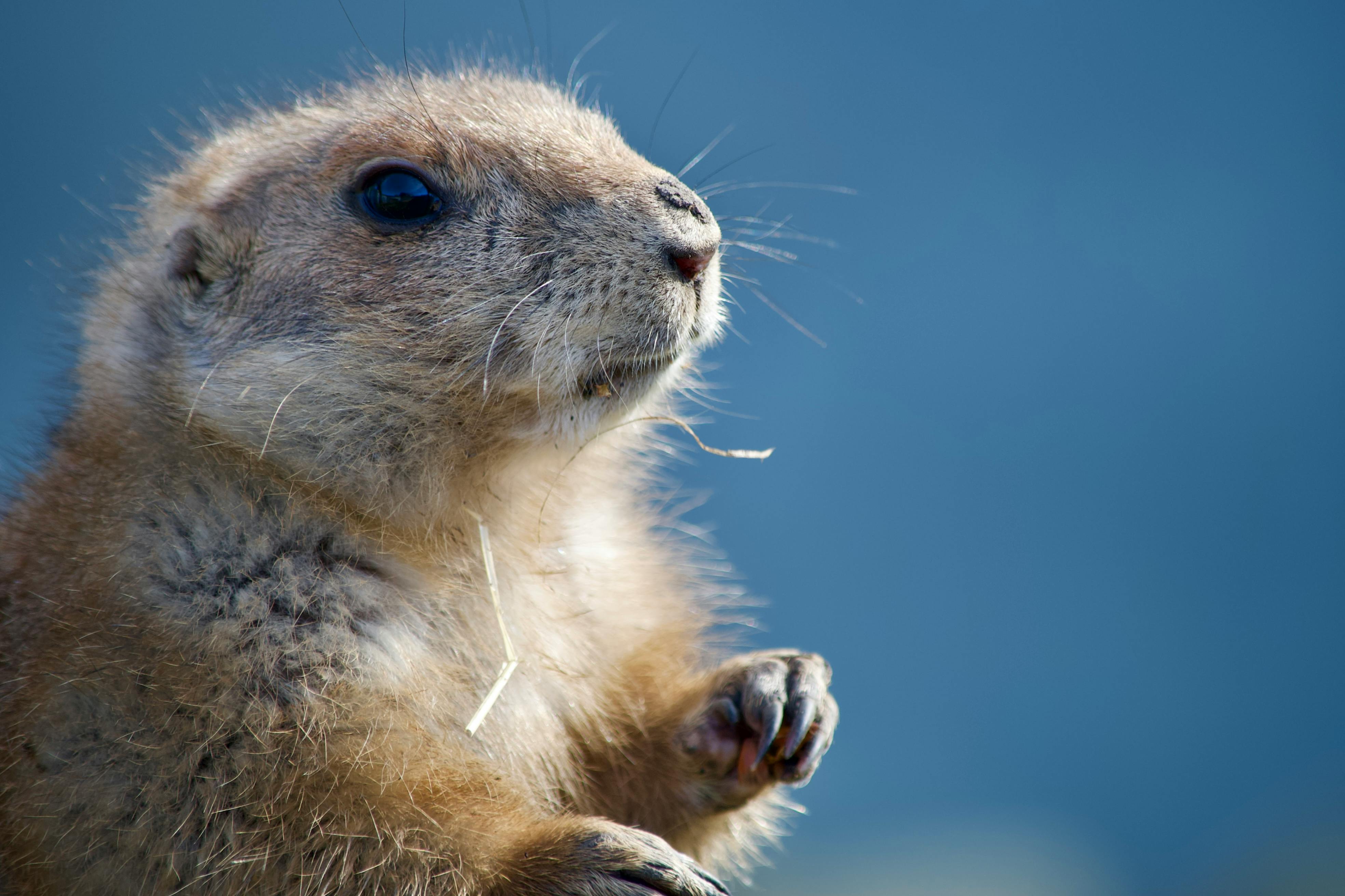 Close-up of a Prairie Dog · Free Stock Photo