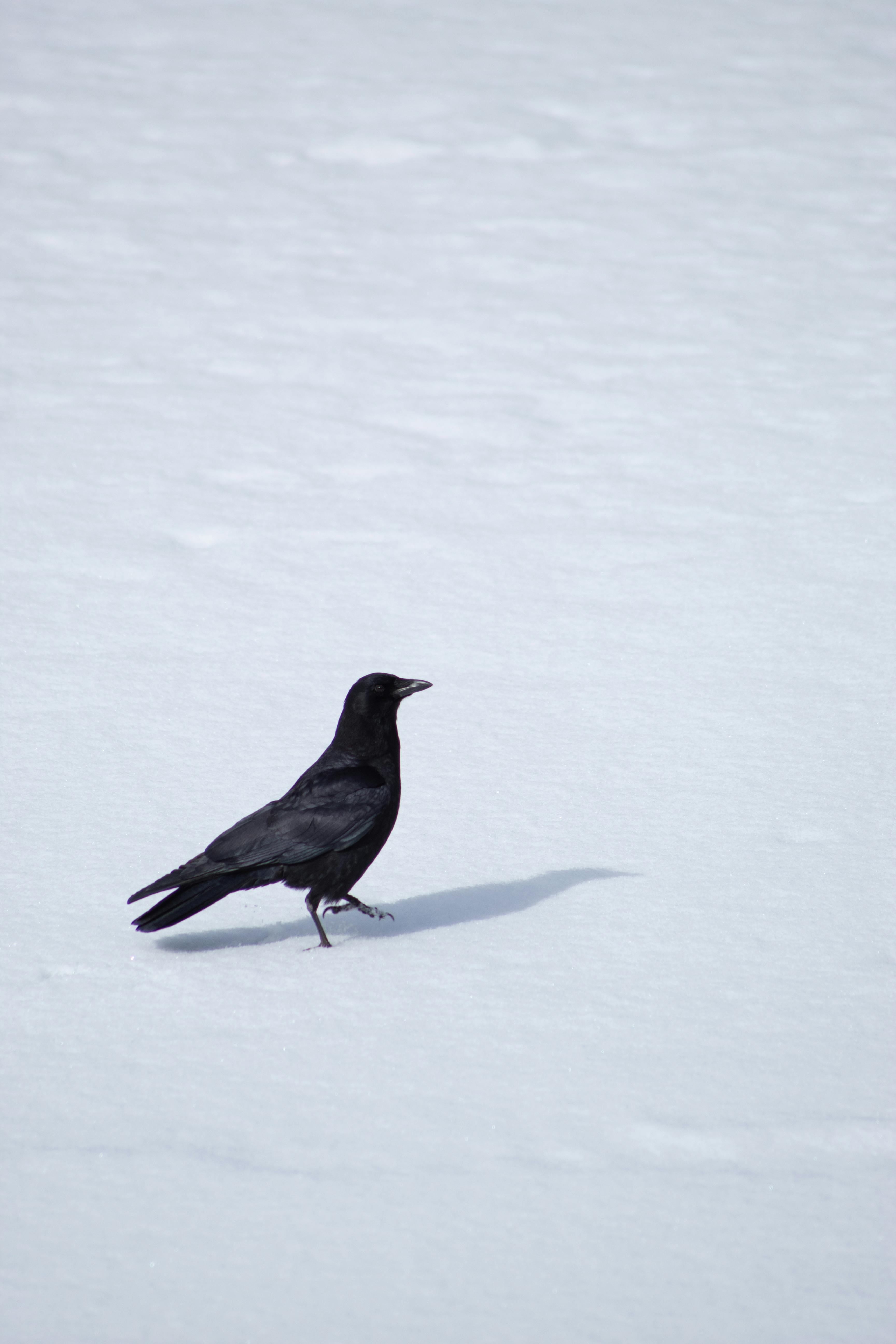 A Crow Standing on the Snow · Free Stock Photo