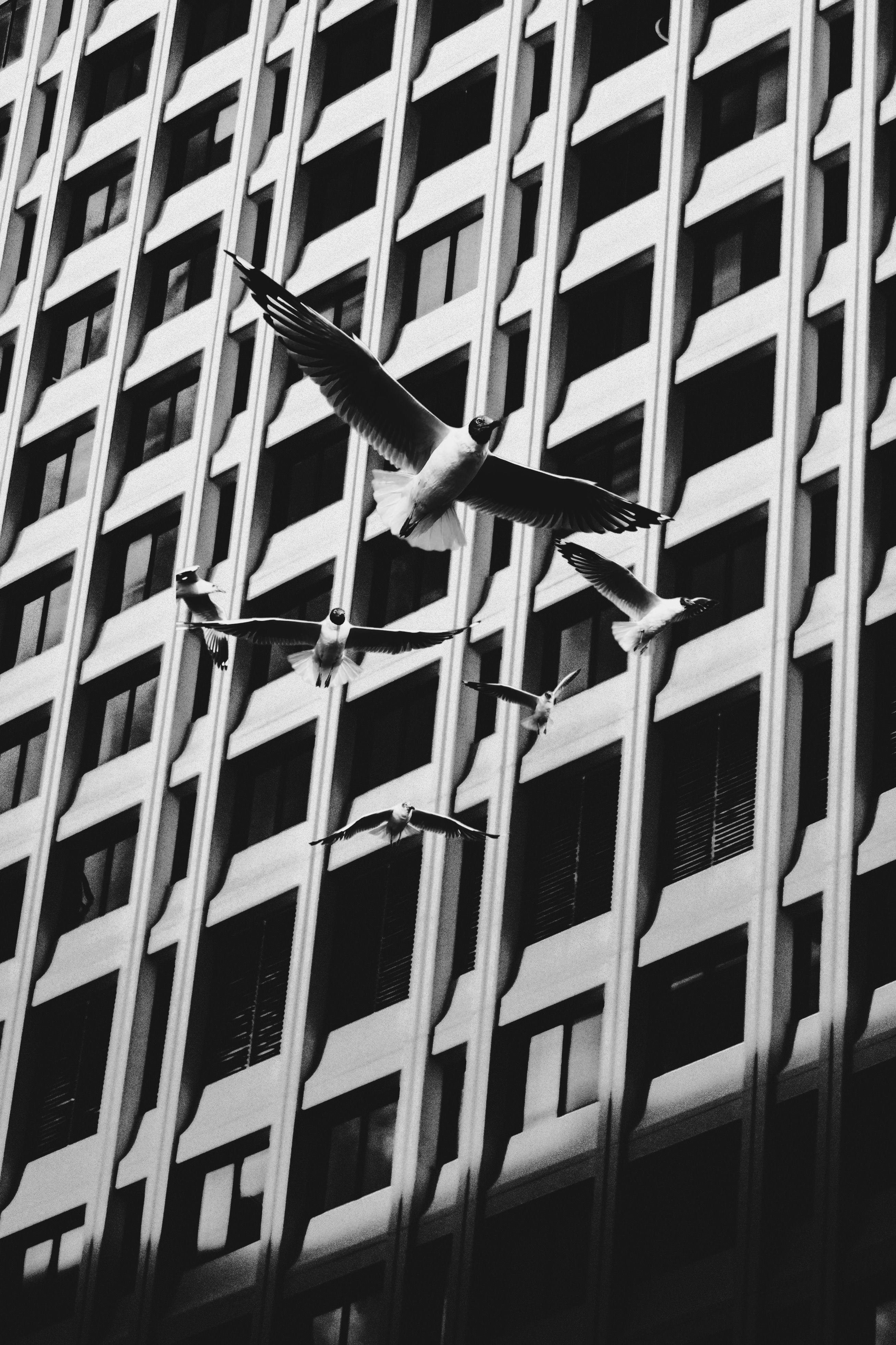 A flock of birds flying by a building · Free Stock Photo