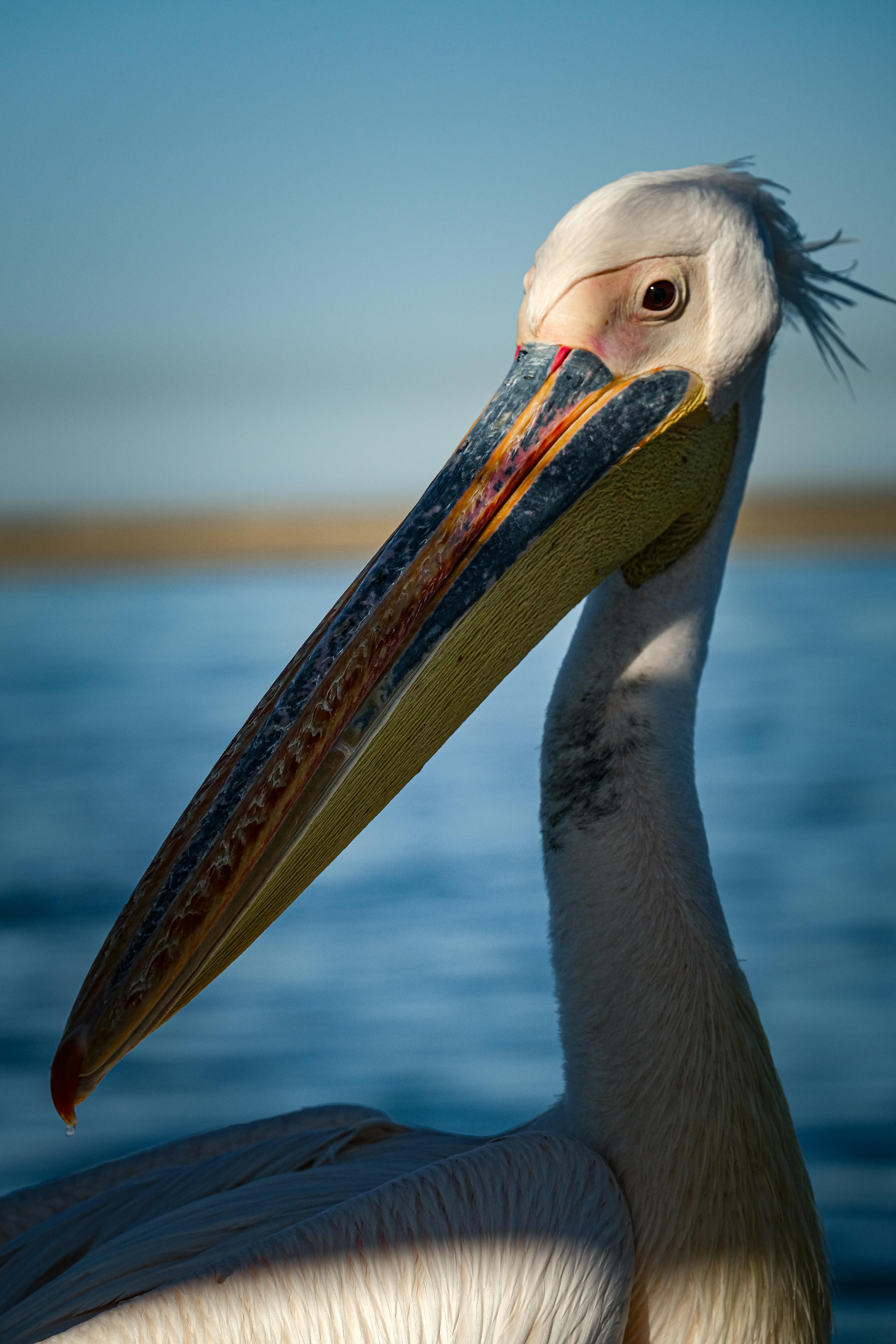 High Resolution Bird Photos, Download The BEST Free High Resolution ...