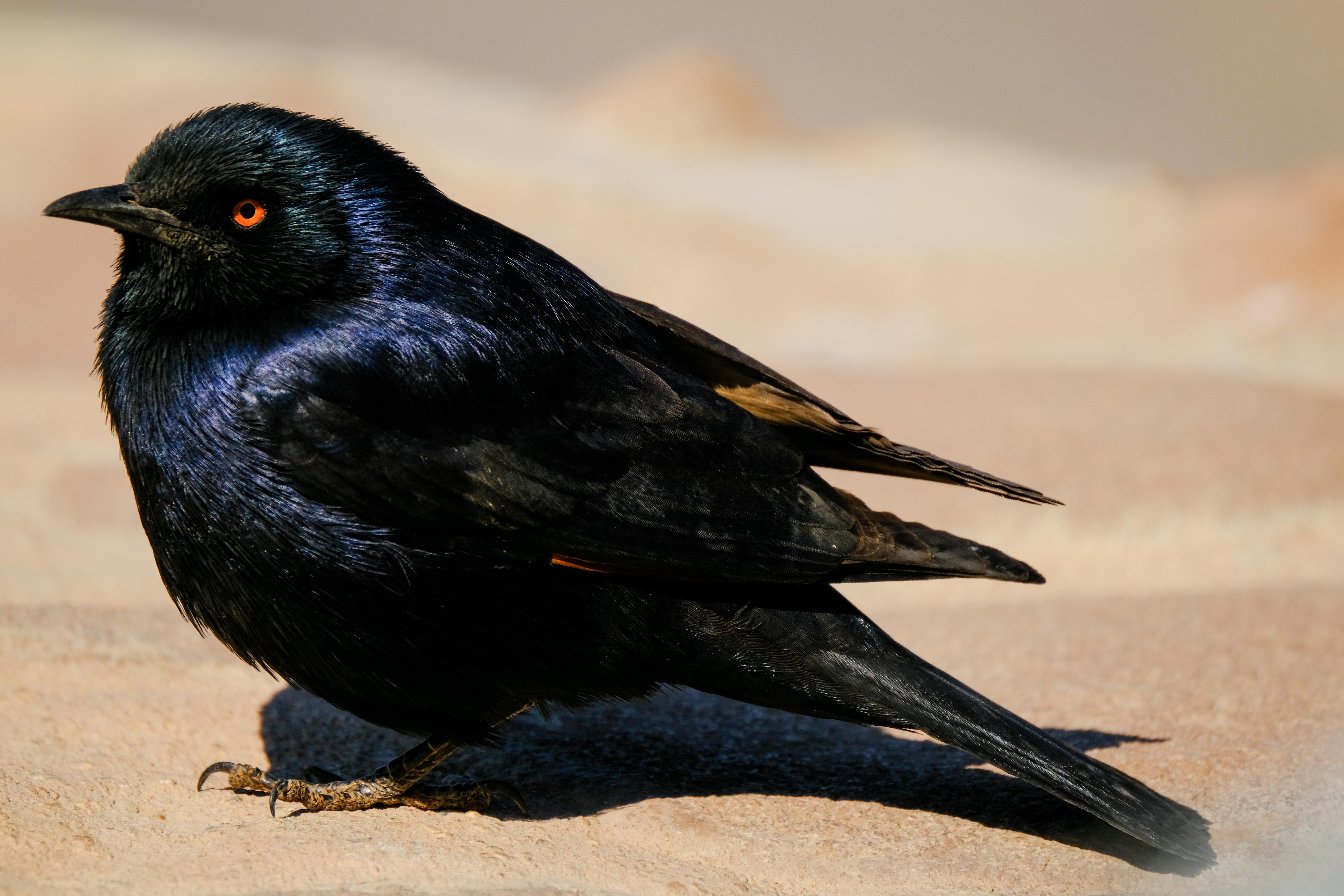 Pale-winged Starling on Sand · Free Stock Photo