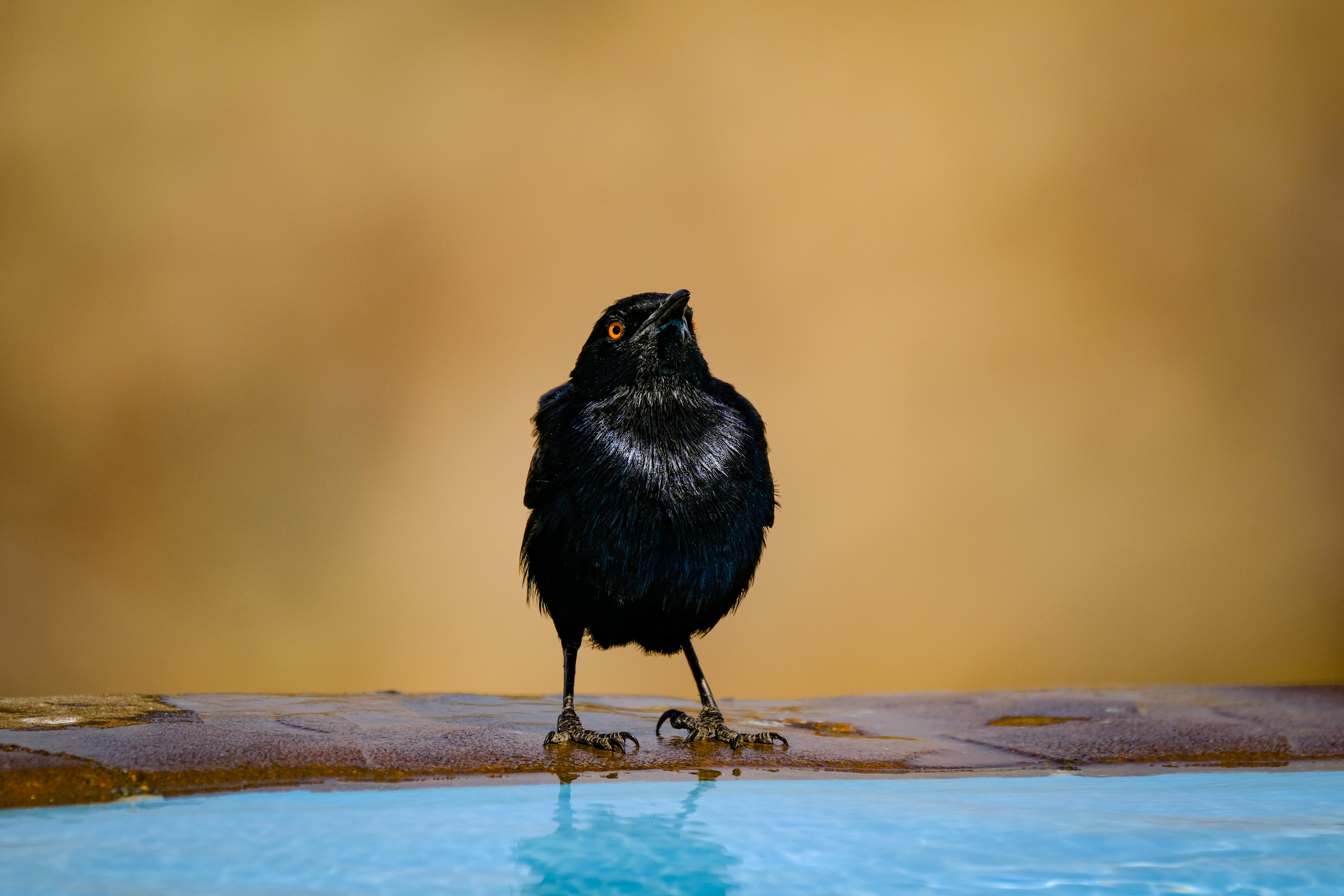 Pale-winged Starling Bird · Free Stock Photo