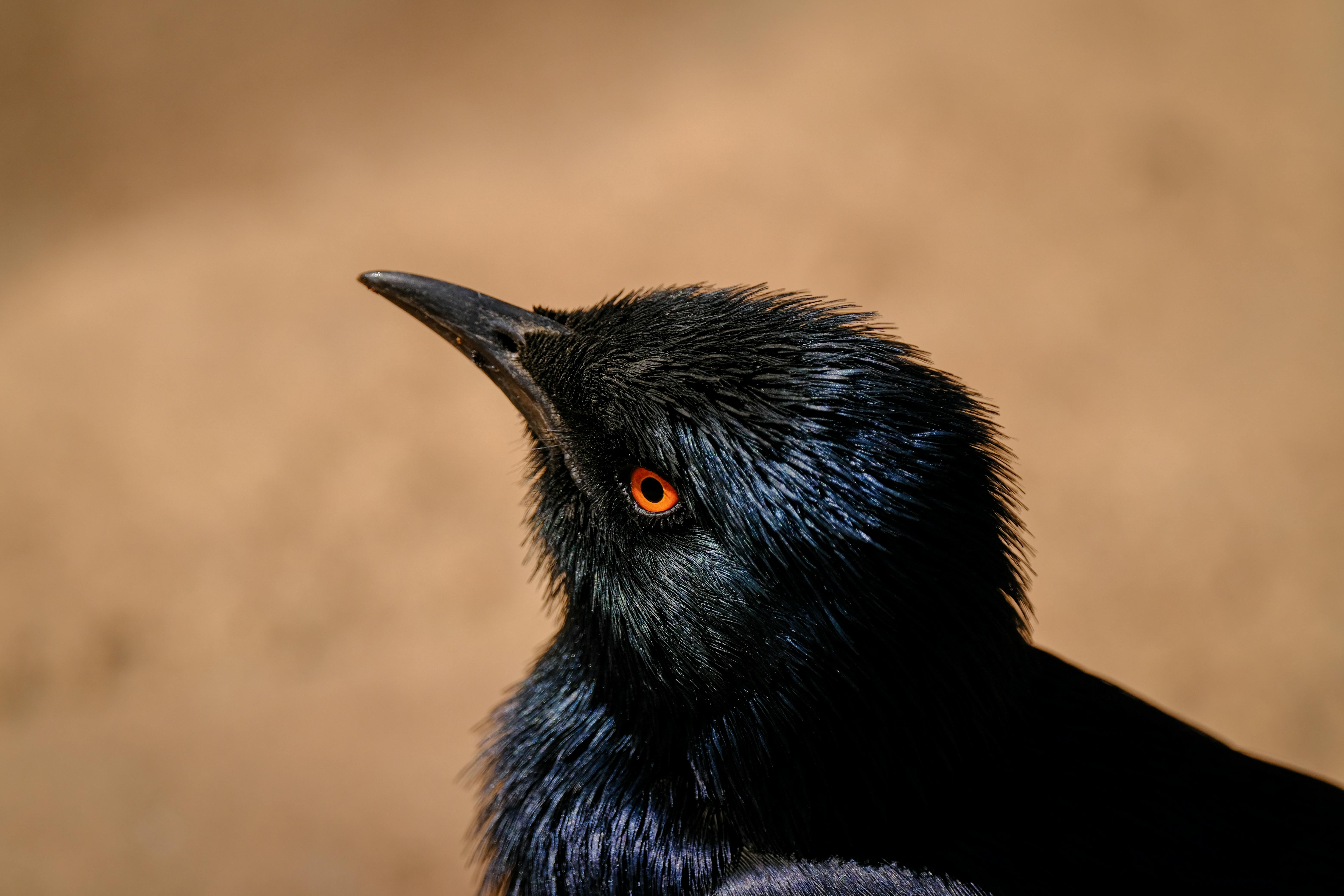 Selective Focus of Pale-winged Starling · Free Stock Photo