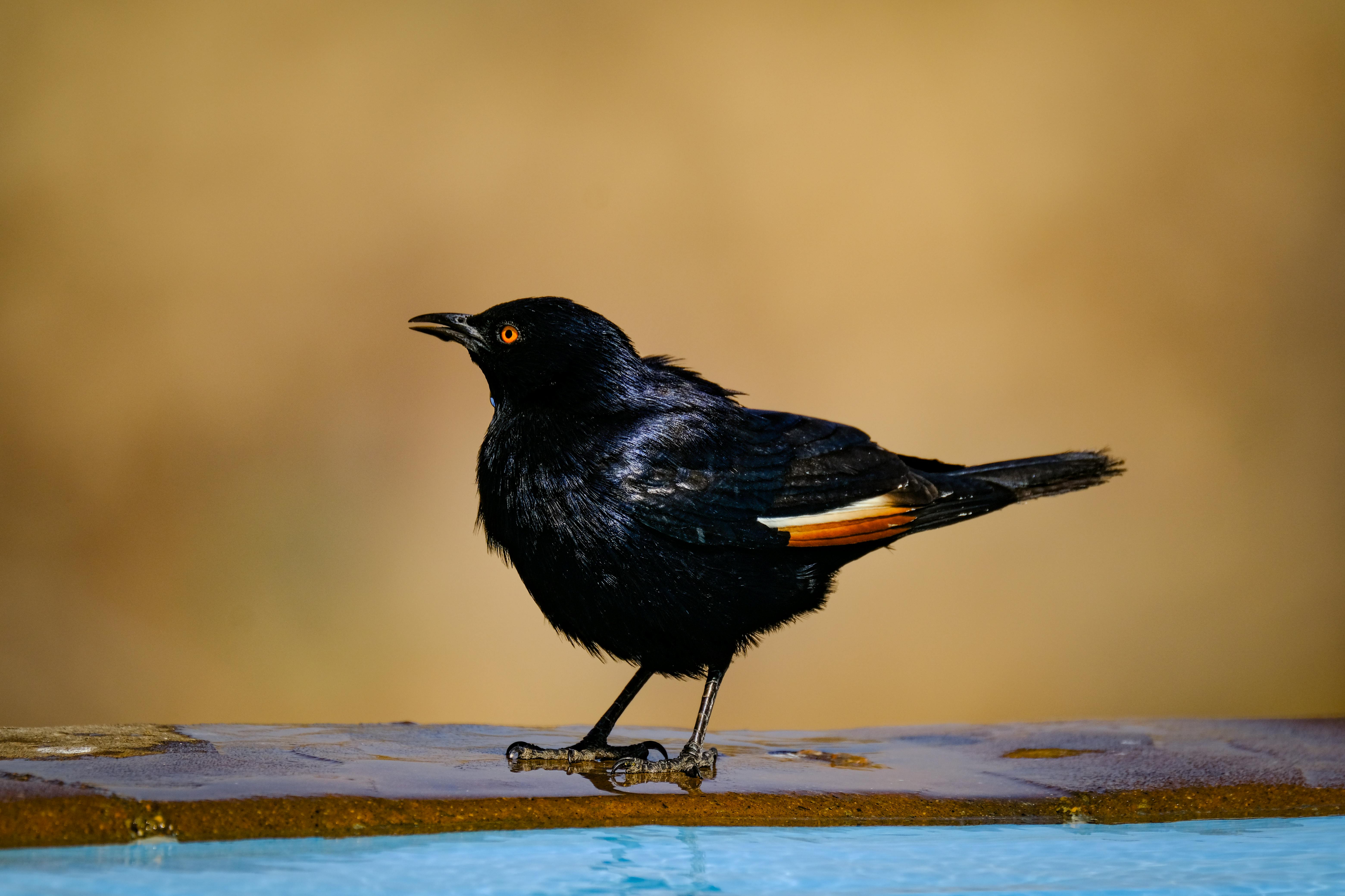 Pale-winged Starling Bird · Free Stock Photo