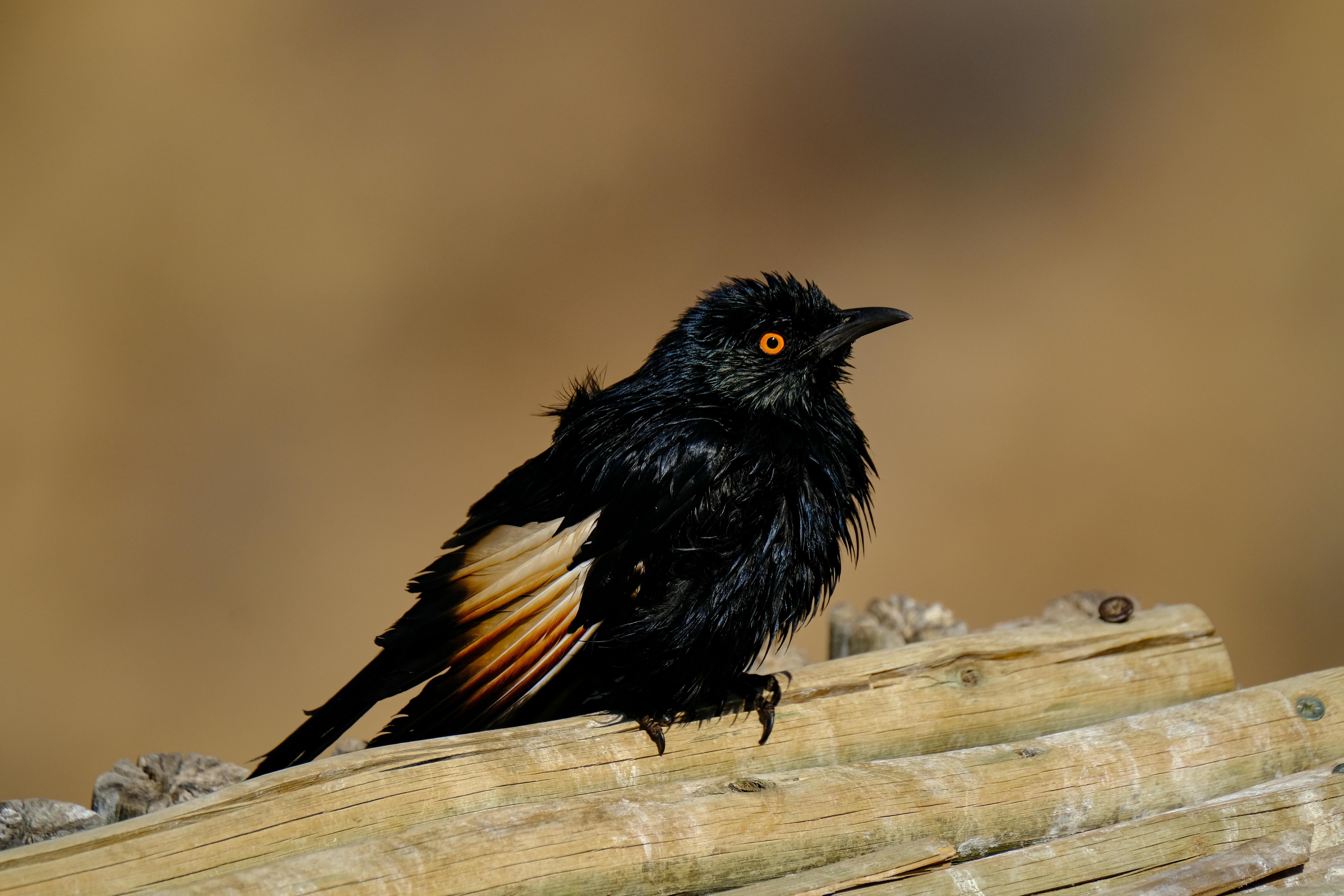 Pale-winged Starling Bird · Free Stock Photo