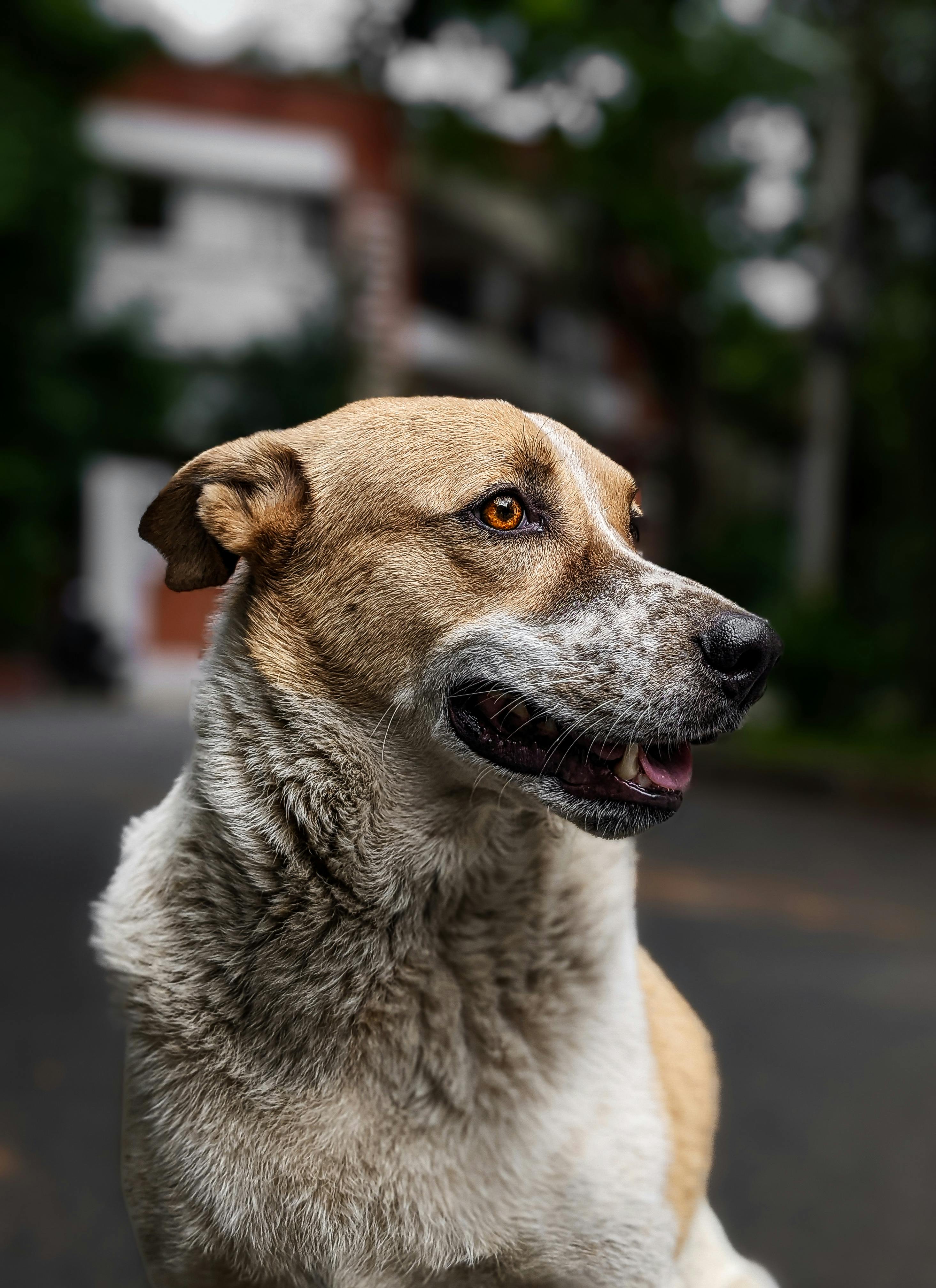 Photo of a Dog Sitting Outside · Free Stock Photo