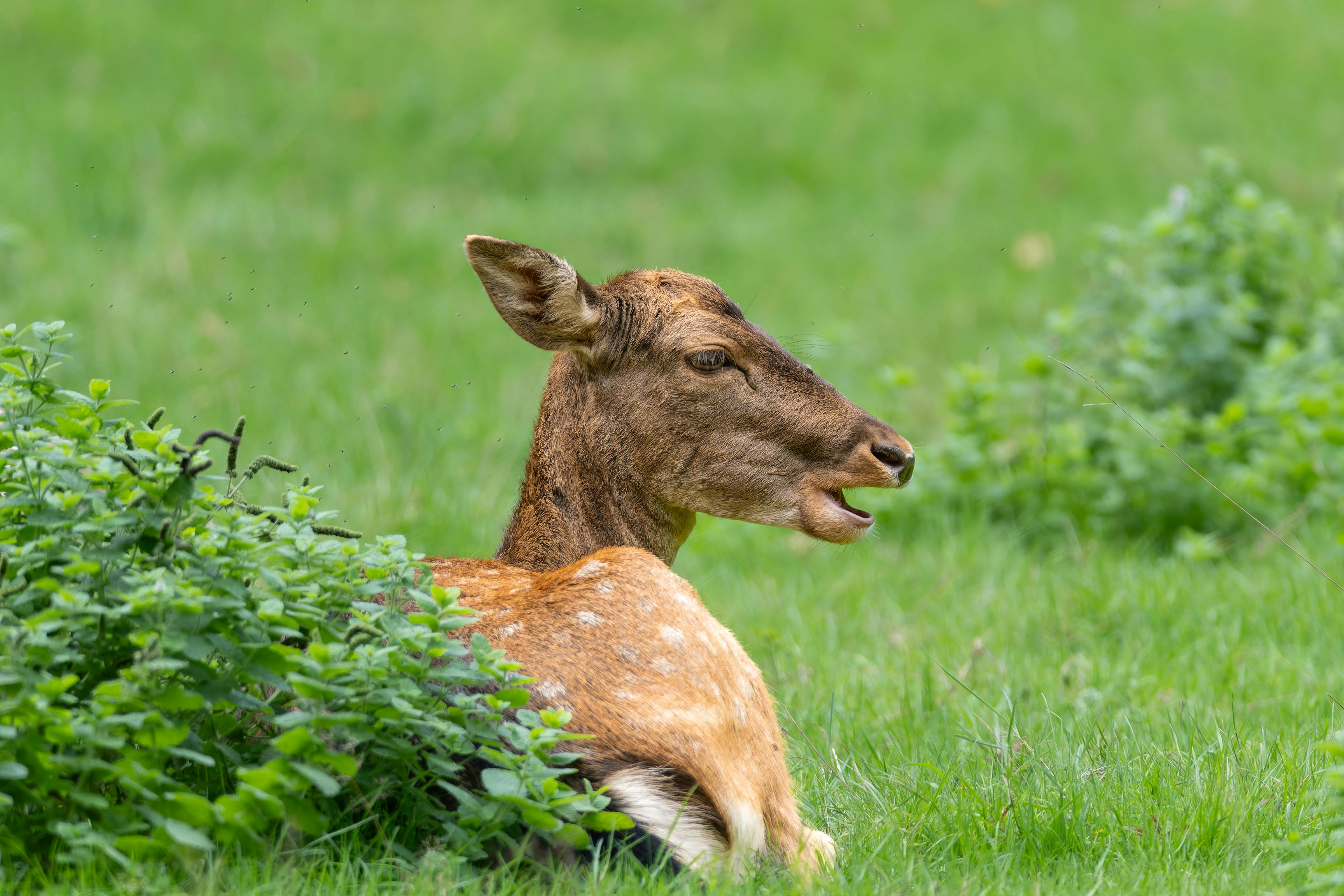 Fawn Grafica Photos, Download The BEST Free Fawn Grafica Stock Photos ...