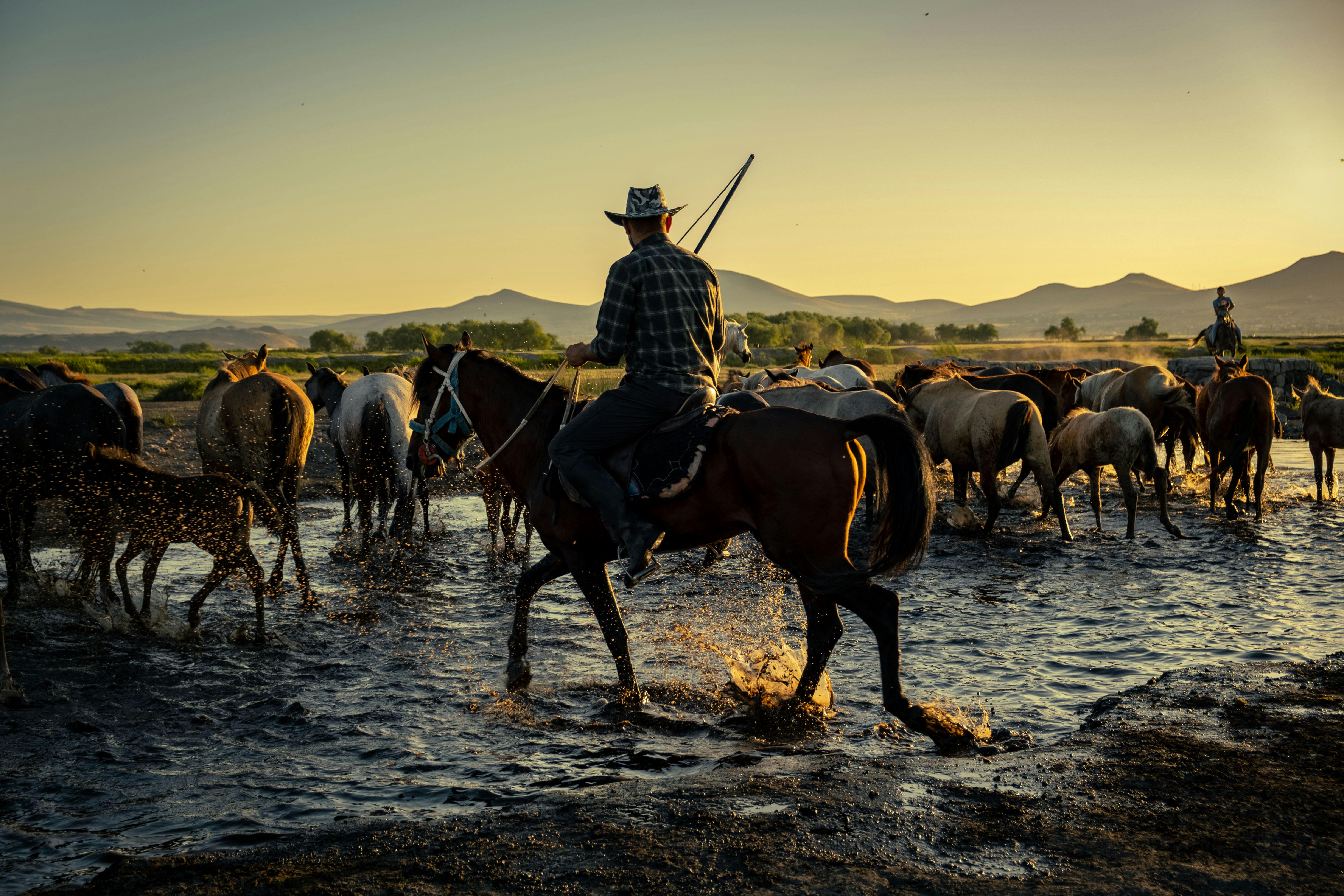 Cowboy behind Herd of Horses at Sunset · Free Stock Photo