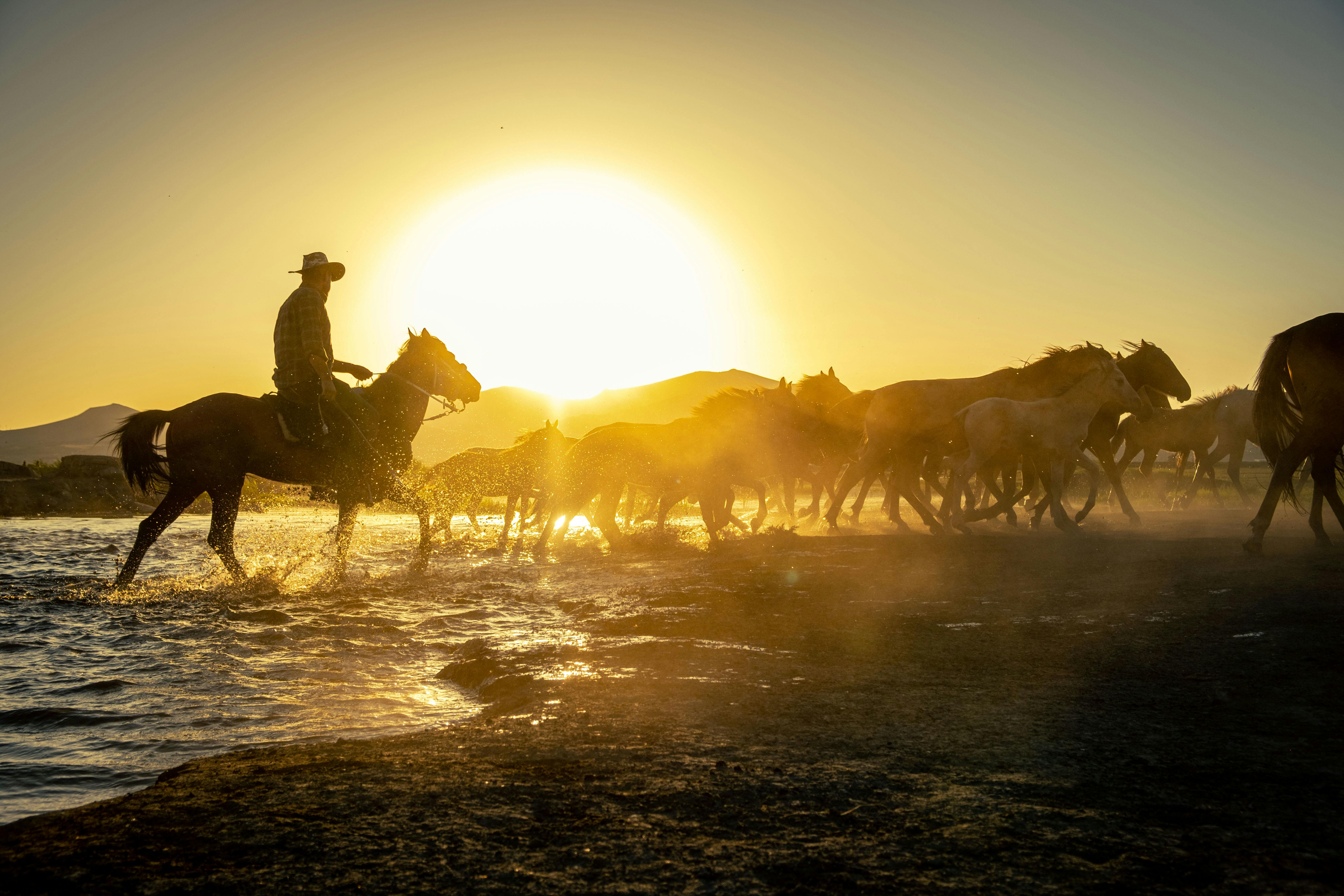 Cowboy behind Horses Herd at Sunset · Free Stock Photo